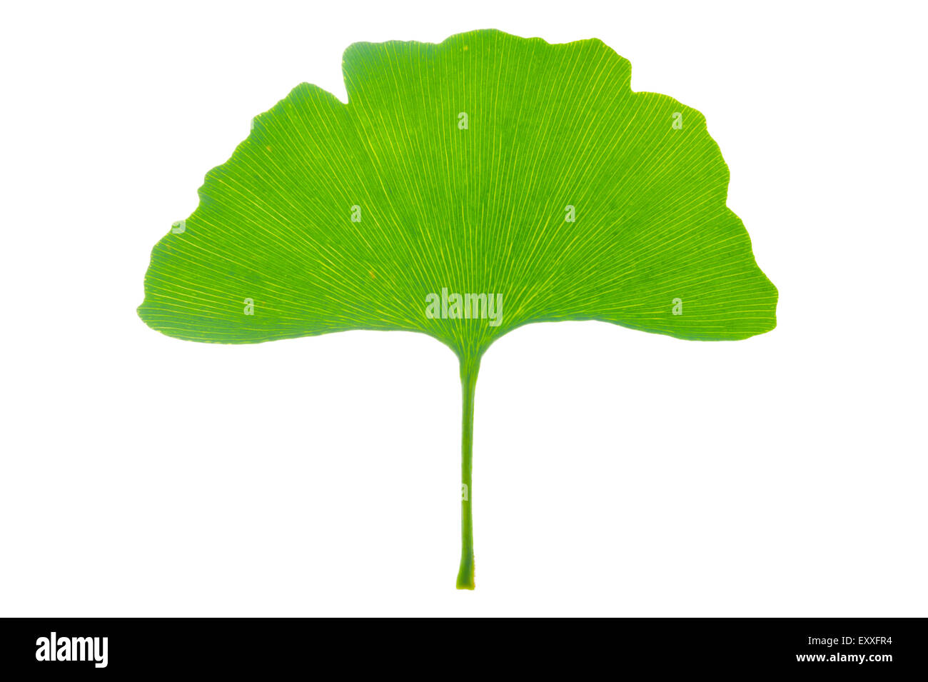 Leaves ginkgo tree biloba Cut Out Stock Images & Pictures - Alamy