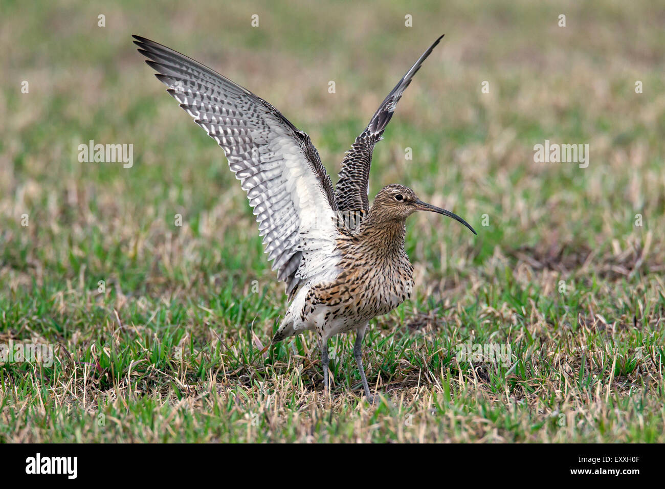 Bird stretching wings hi-res stock photography and images - Alamy