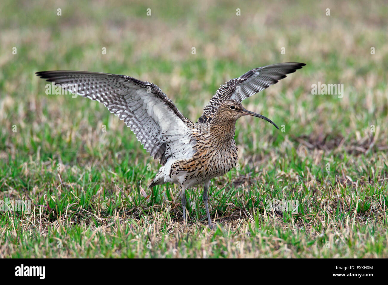 Eurasian curlew (Numenius arquata) stretching wings in grassland Stock ...