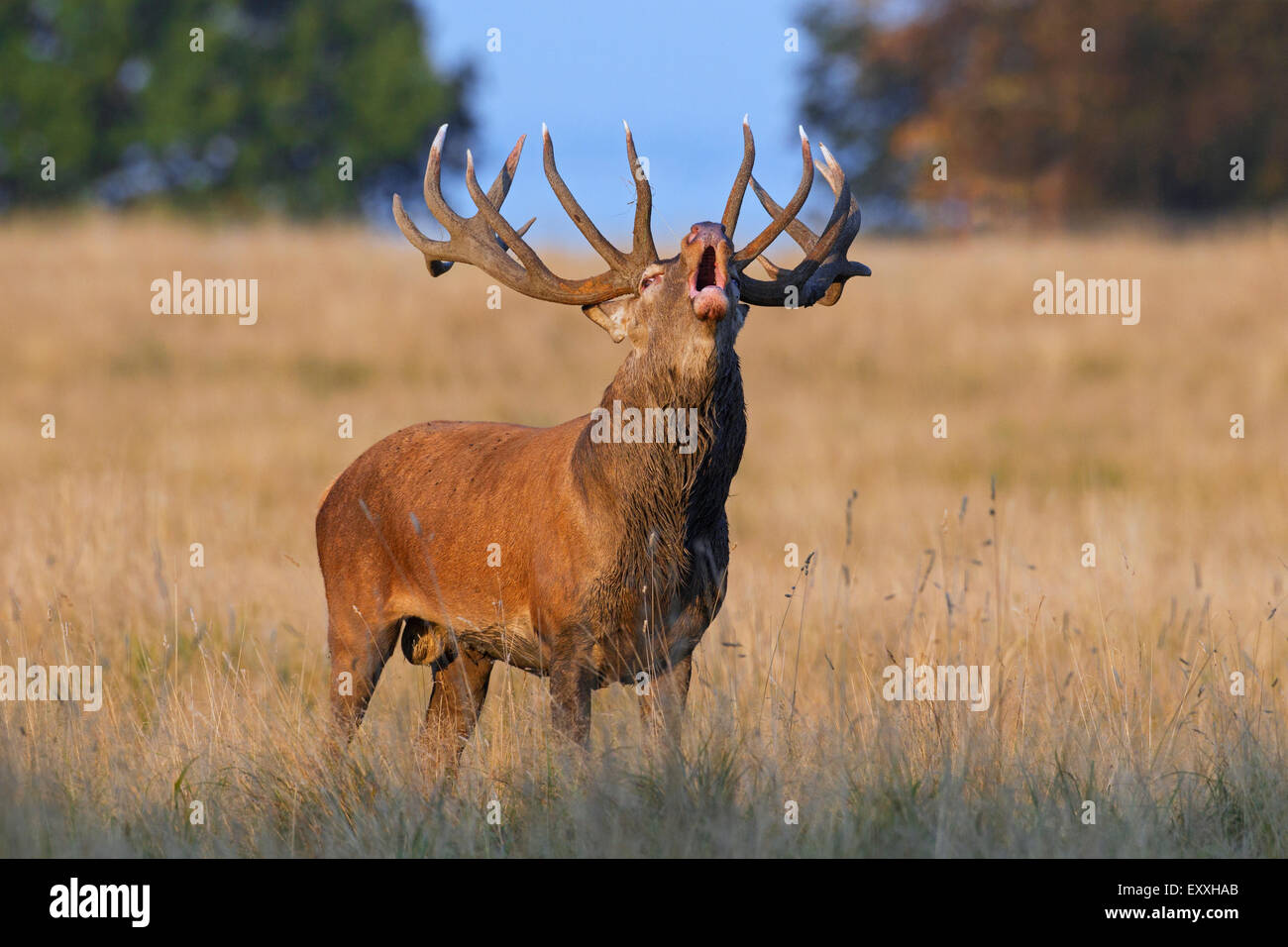 Stag calling hi-res stock photography and images - Alamy