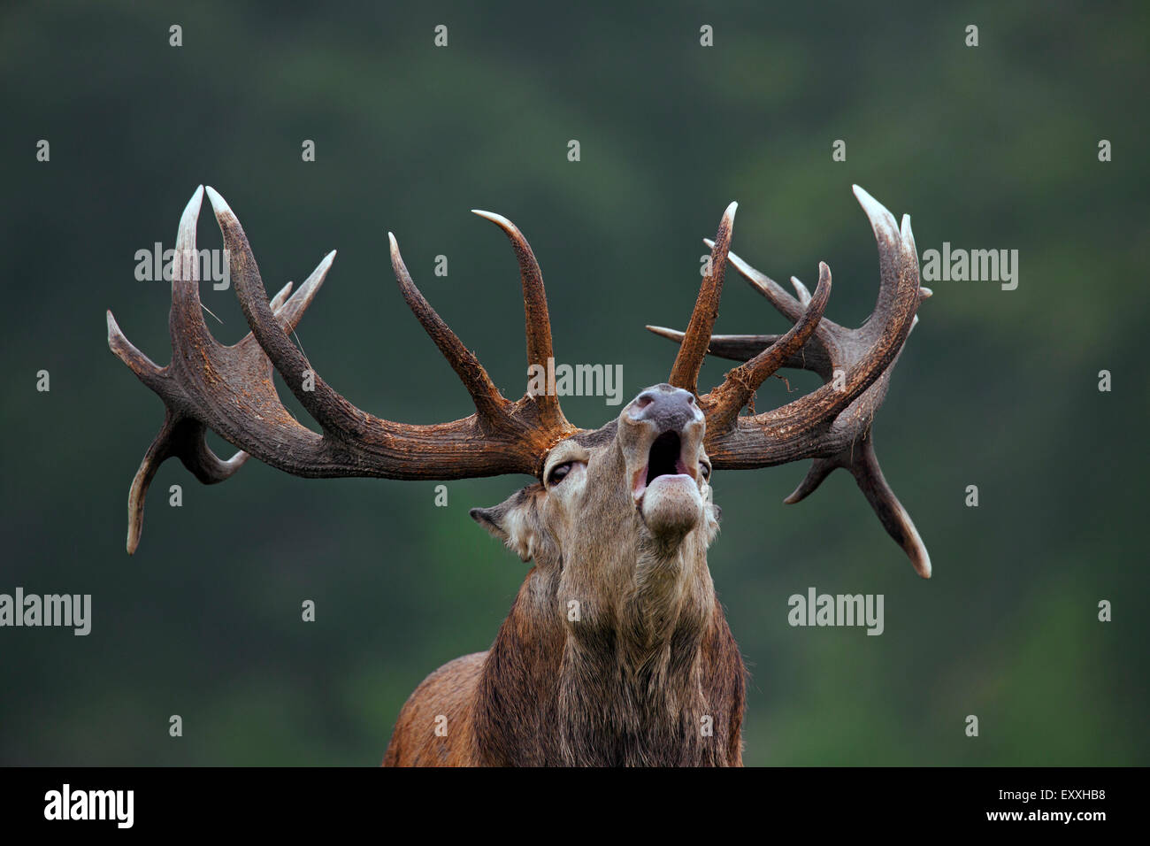 Close up of red deer (Cervus elaphus) stag roaring during the rut in ...