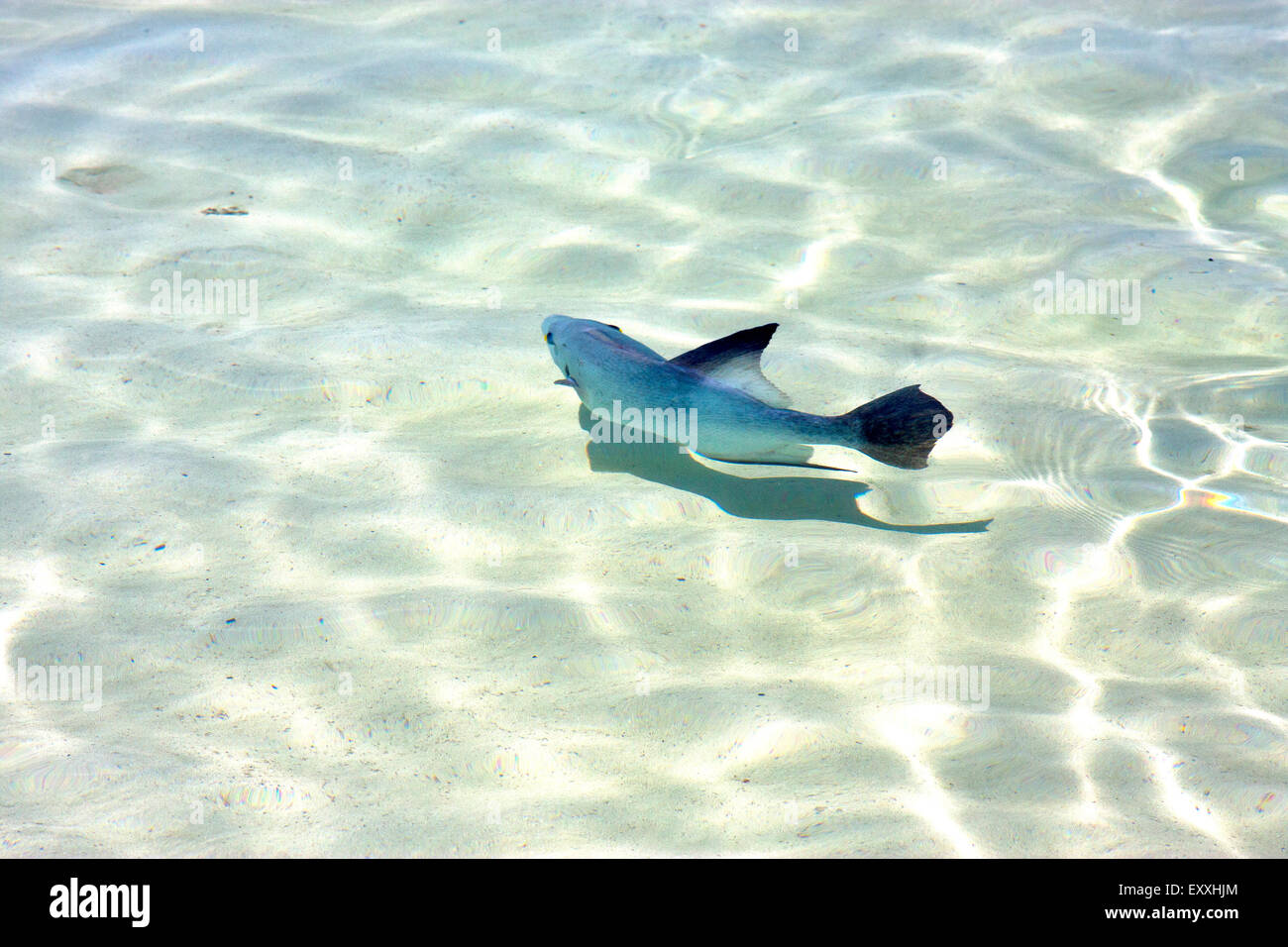 little fish isla contoy in mexico froath and foam the sea drop sunny ...