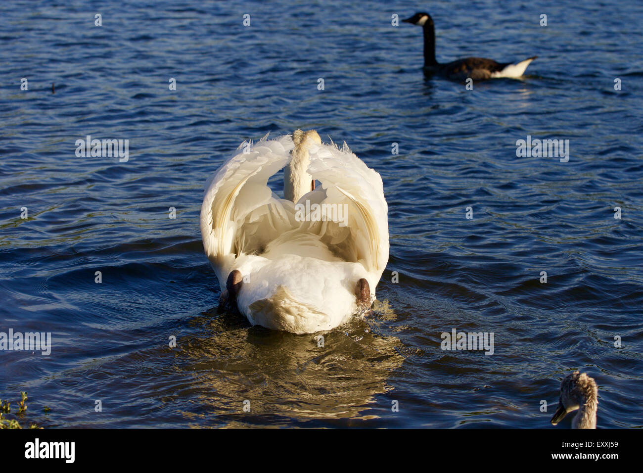 Swan attack hi-res stock photography and images - Alamy