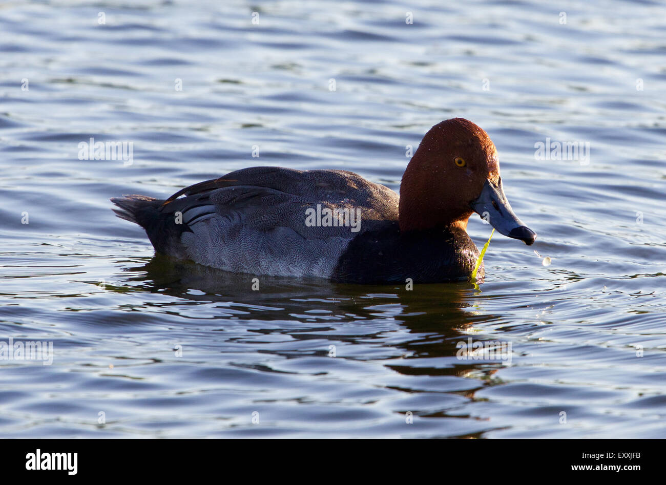 Redhead duck hi-res stock photography and images - Alamy