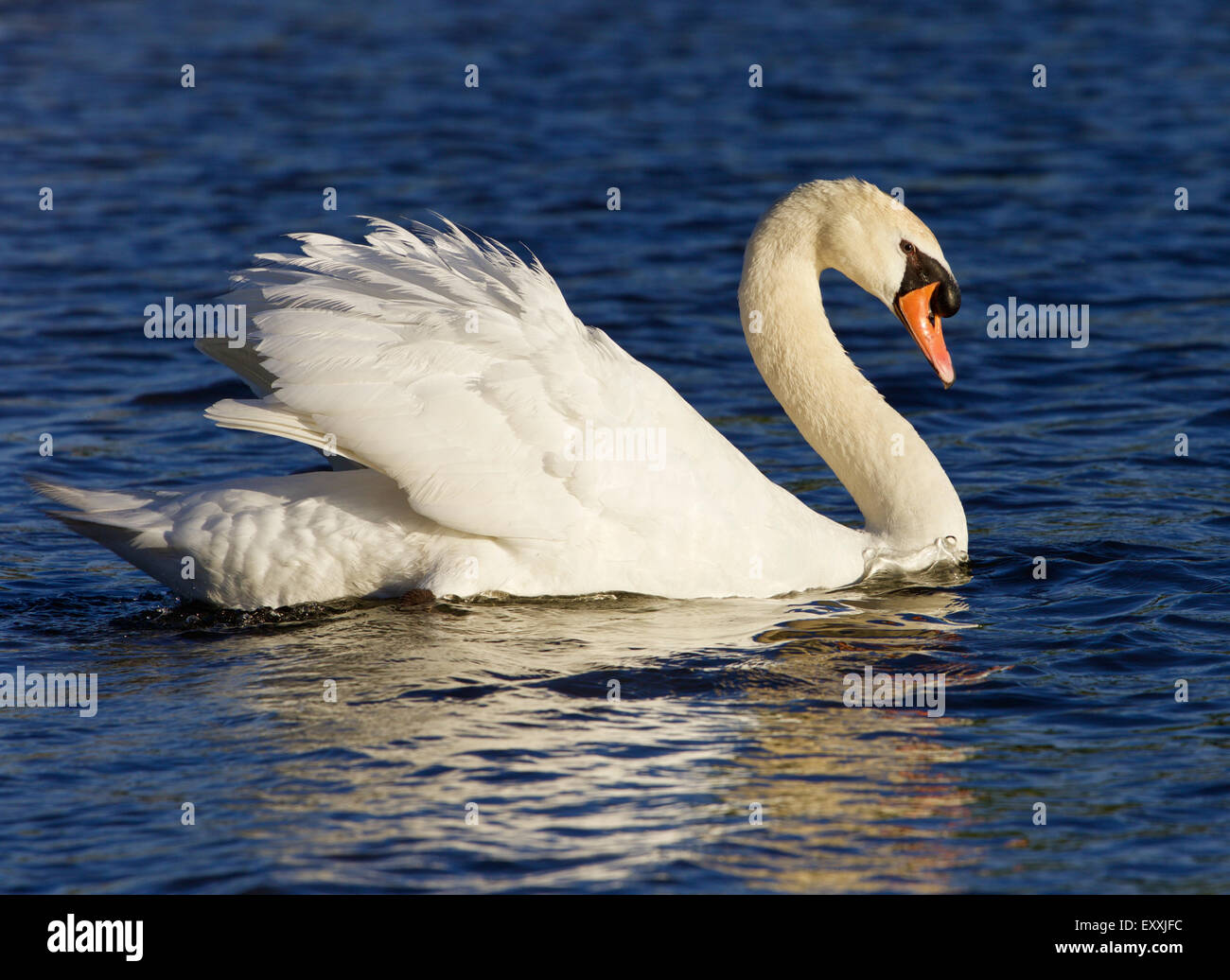 Very beautiful mute swan on the sunny evening Stock Photo - Alamy
