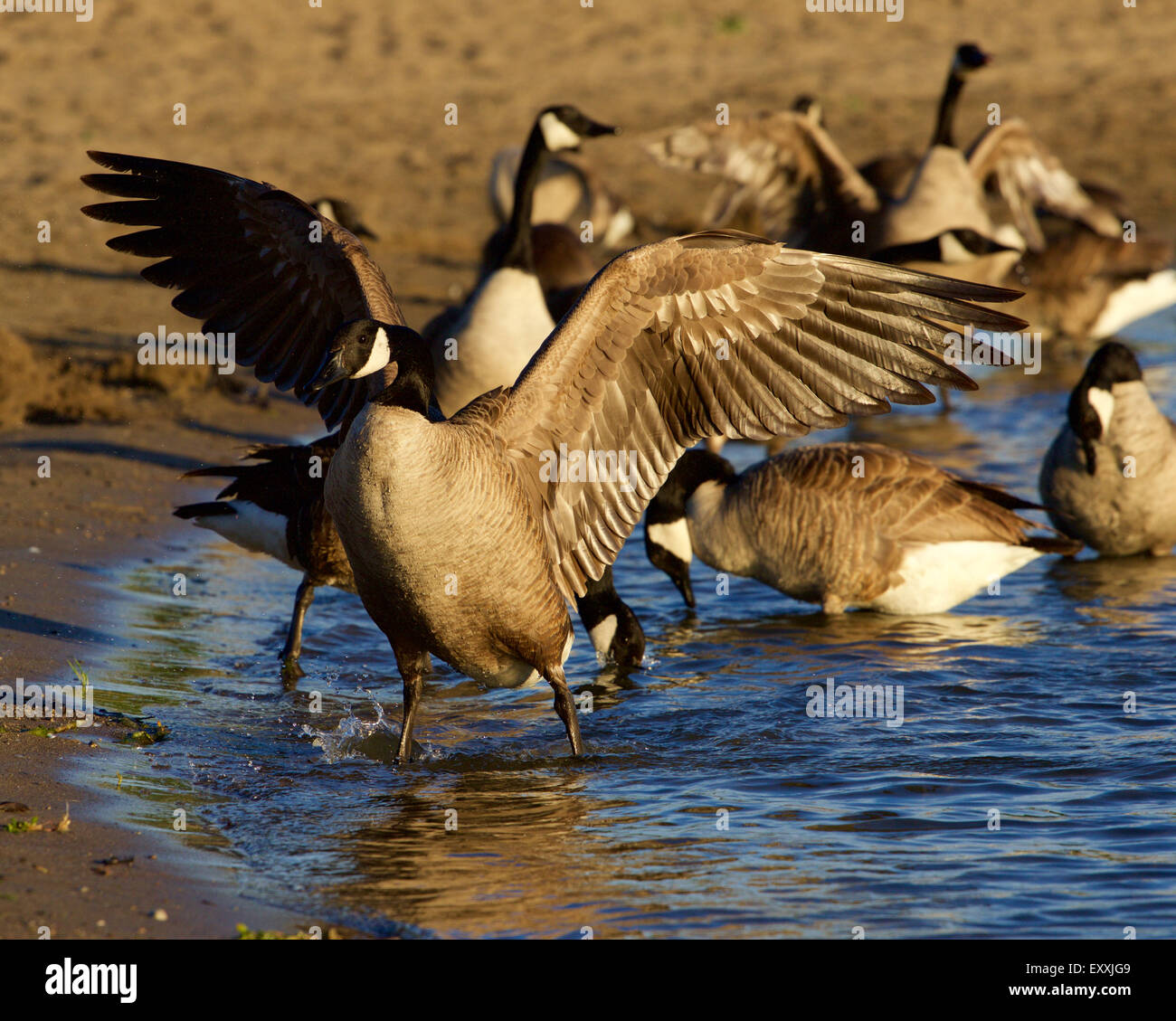 Beautiful Canada goose spreads his strong wings on the beach on the ...