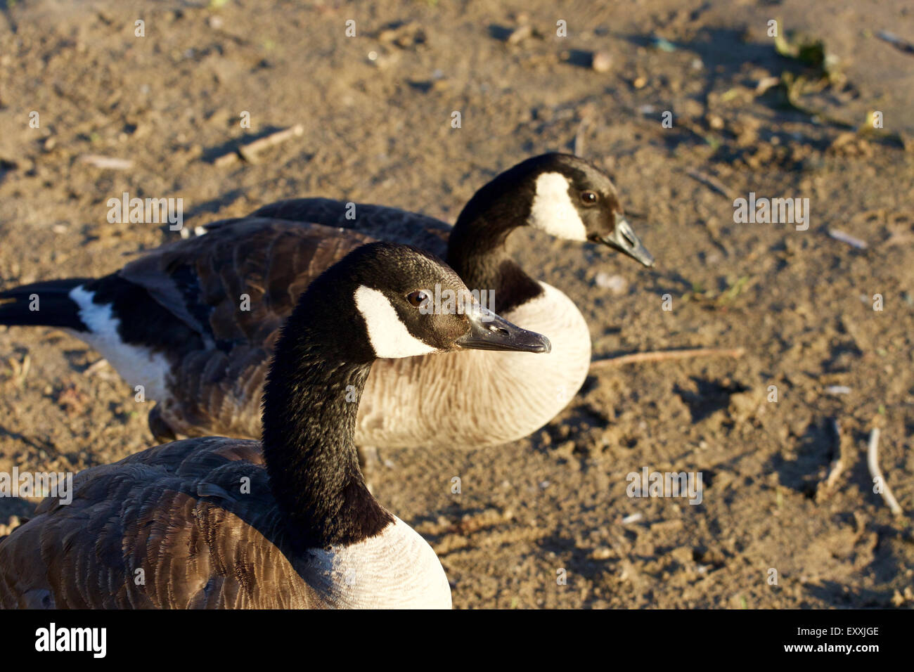 Beautiful goose head on hi-res stock photography and images - Alamy