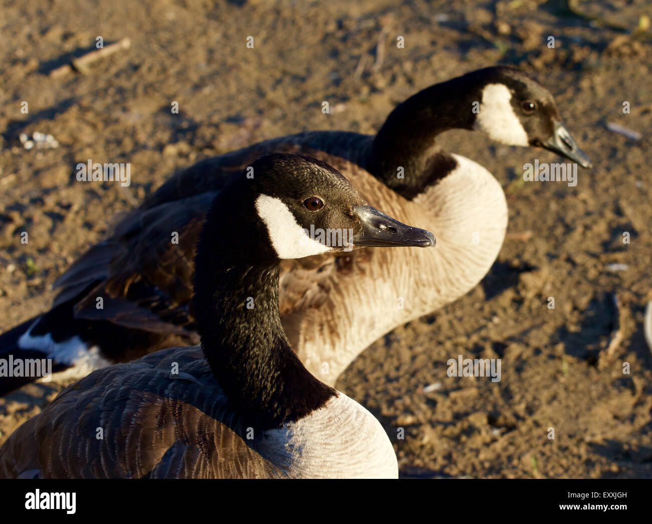 Two beautiful Canada geese on the sunny evening Stock Photo - Alamy