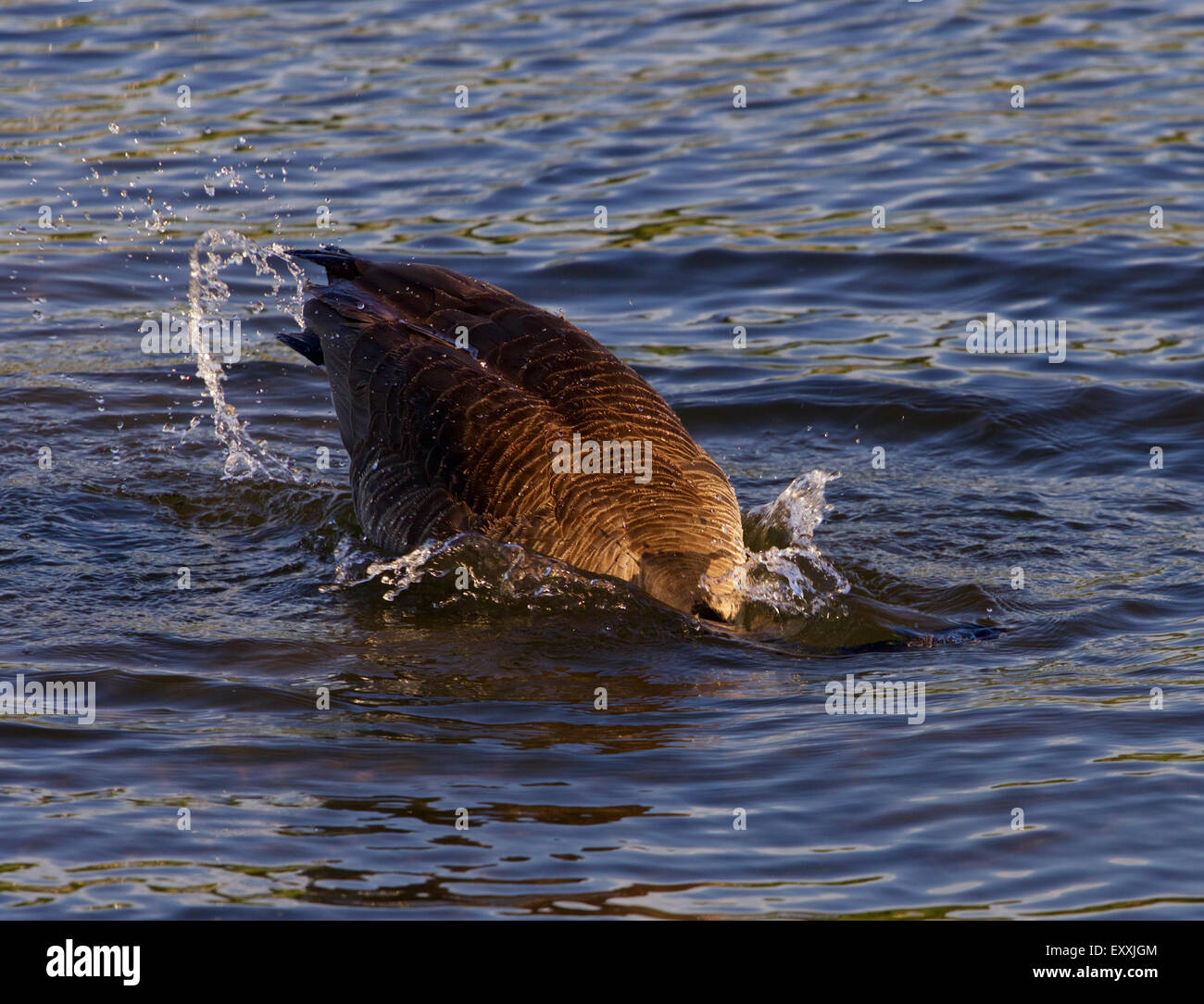 Young canada goose hi-res stock photography and images - Alamy