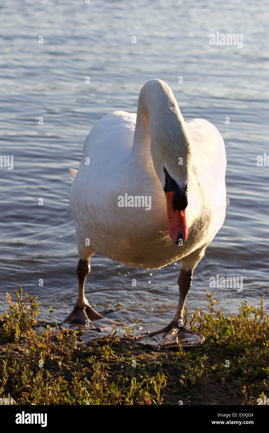 Strong swan hi-res stock photography and images - Alamy