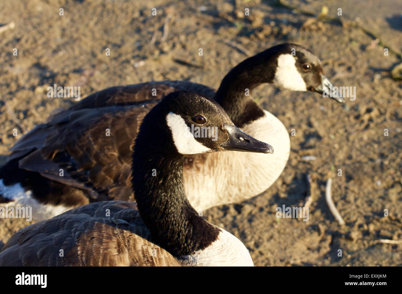 Beautiful couple of the young Canada geese Stock Photo - Alamy