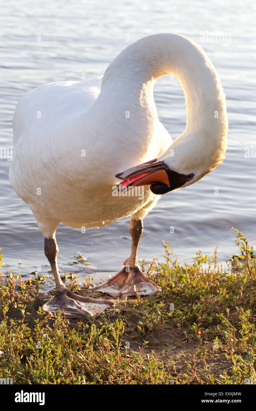 Beautiful male mute swan is cleaning his feathers on the shore of the ...