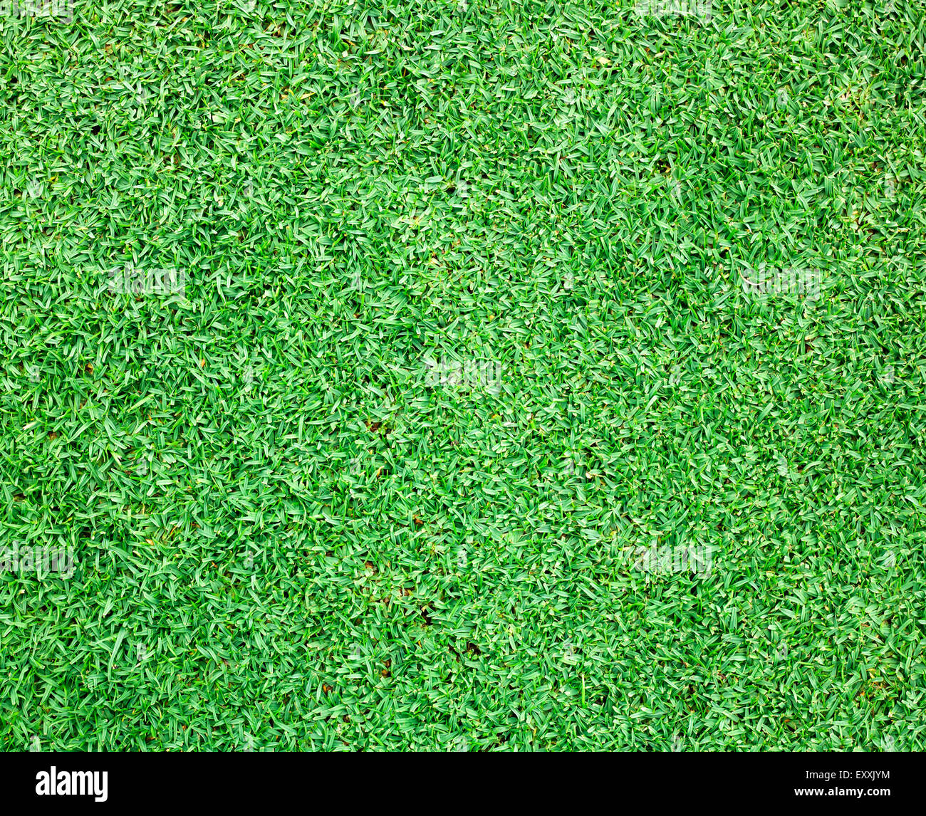 Green grass background natural grass golf course Stock Photo - Alamy