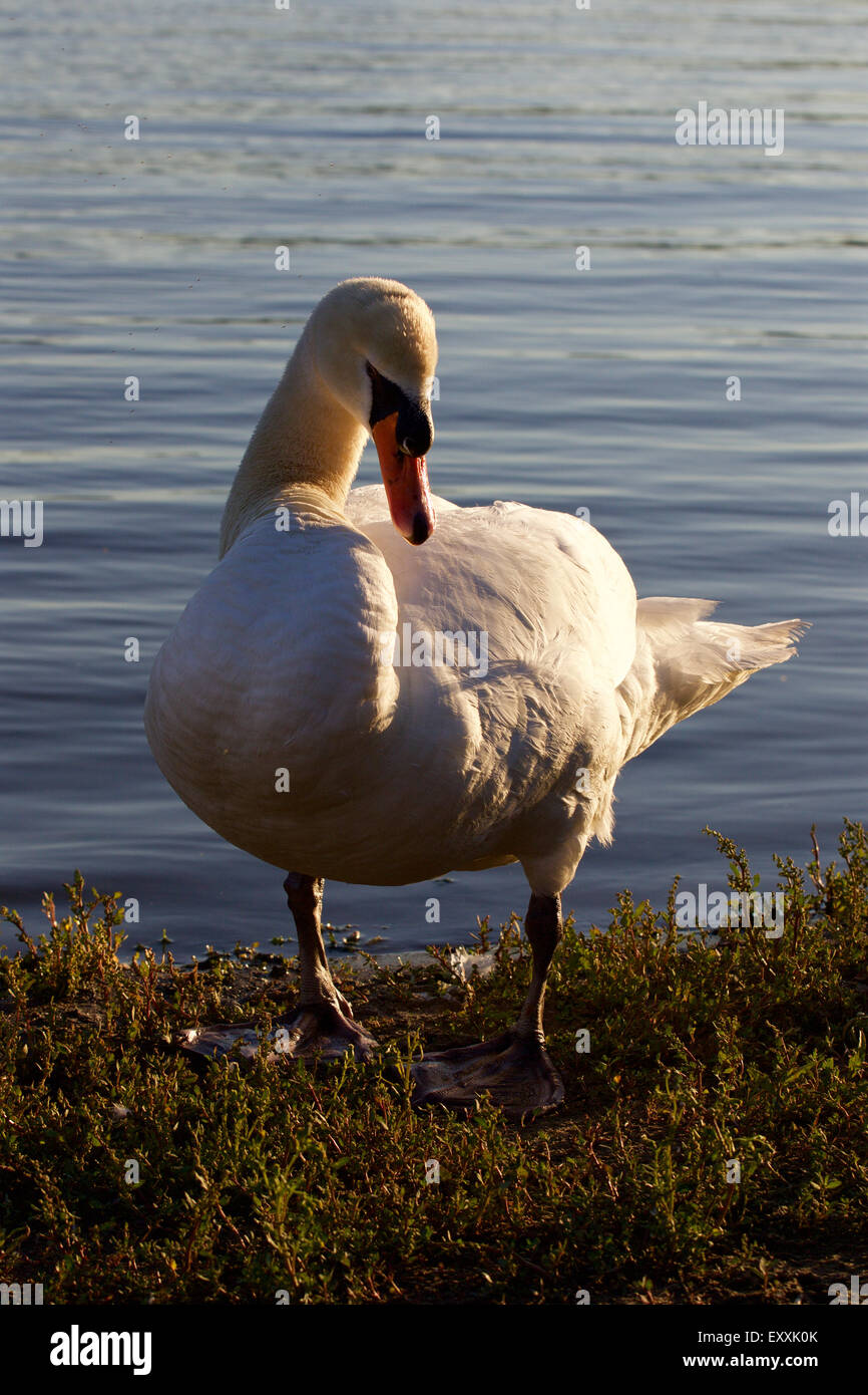 The beautiful mute swan before the sunset Stock Photo - Alamy