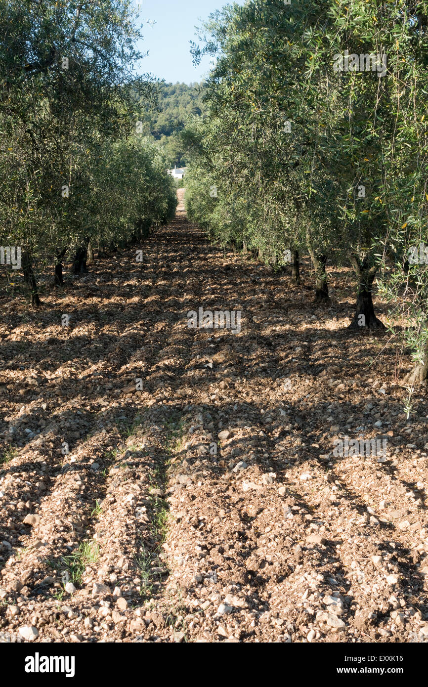 Olive Grooves High Resolution Stock Photography and Images - Alamy
