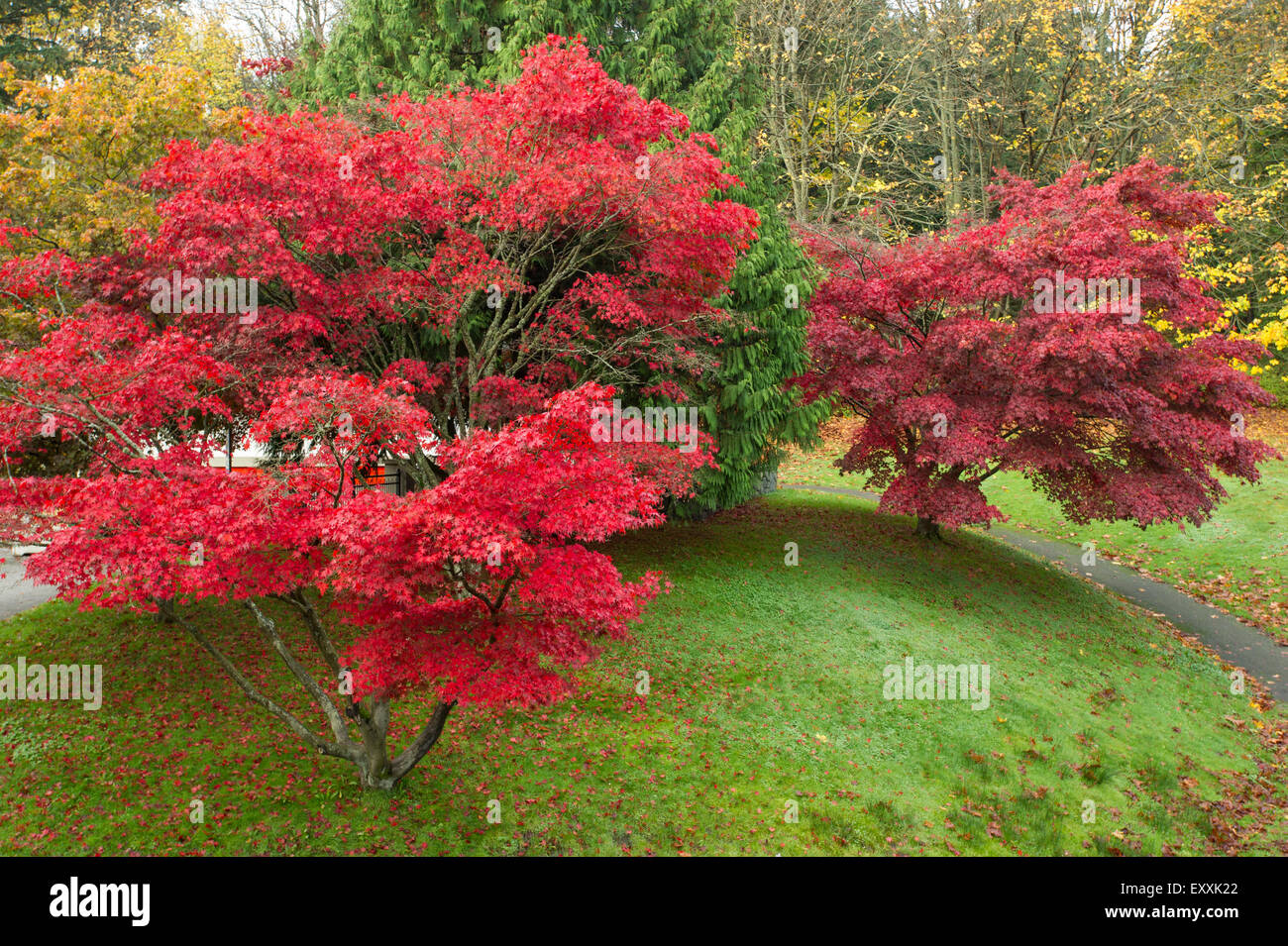 Trees in full Autumn colour Stock Photo - Alamy
