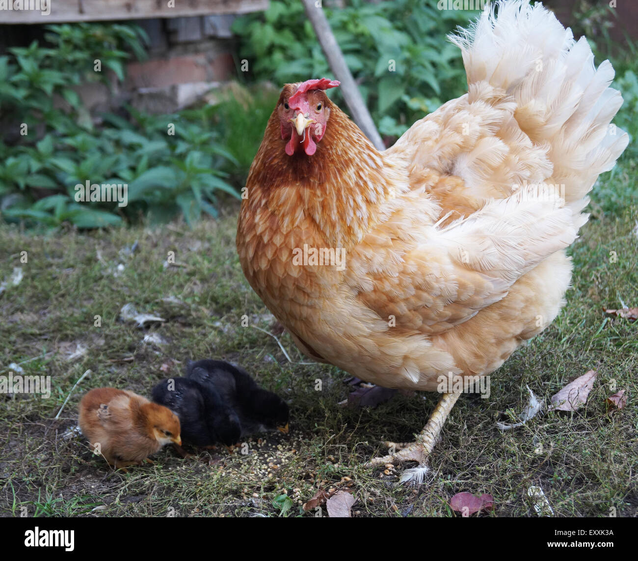 Hen with small nestling Stock Photo - Alamy