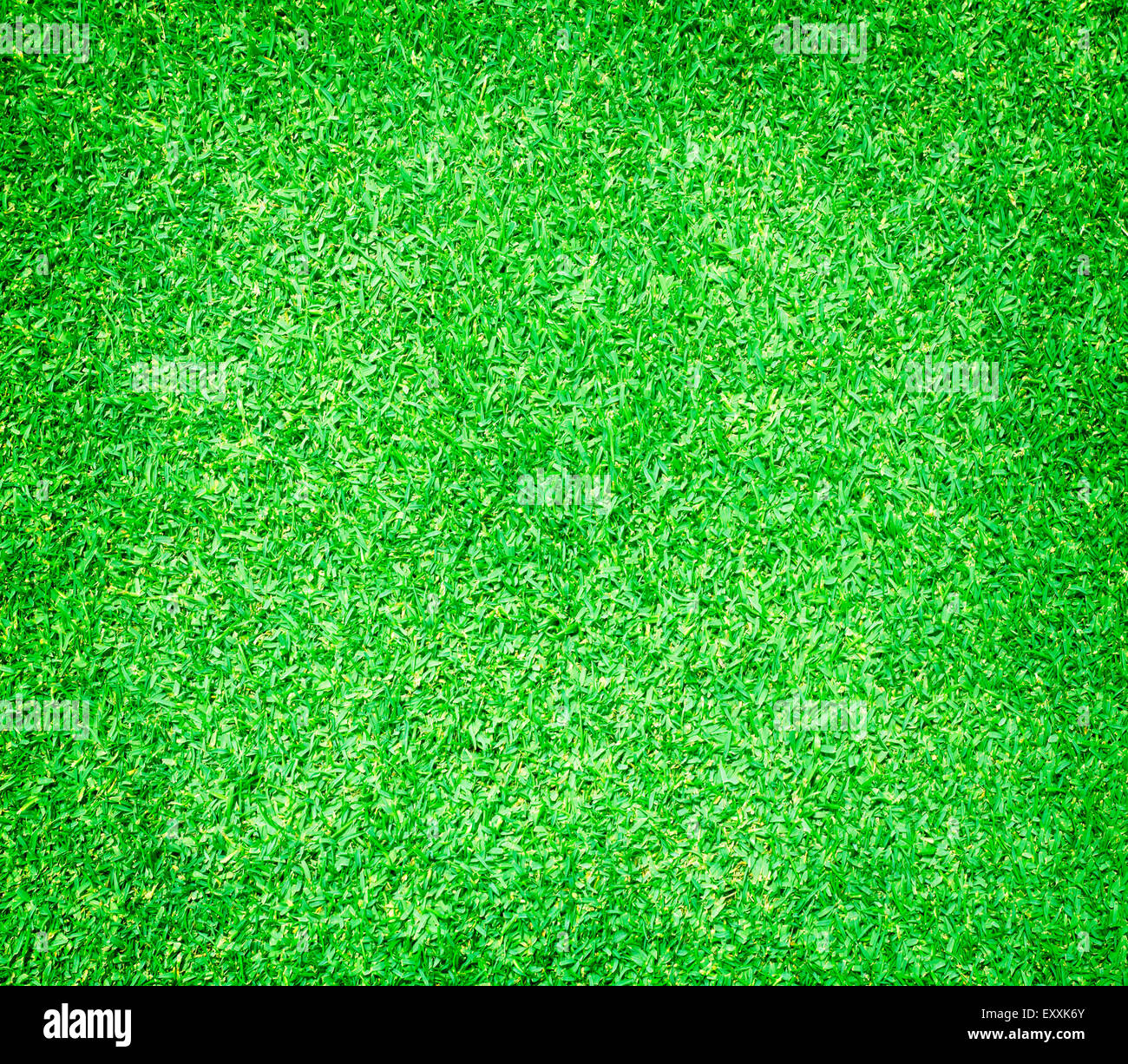 Green grass background natural grass golf course Stock Photo - Alamy