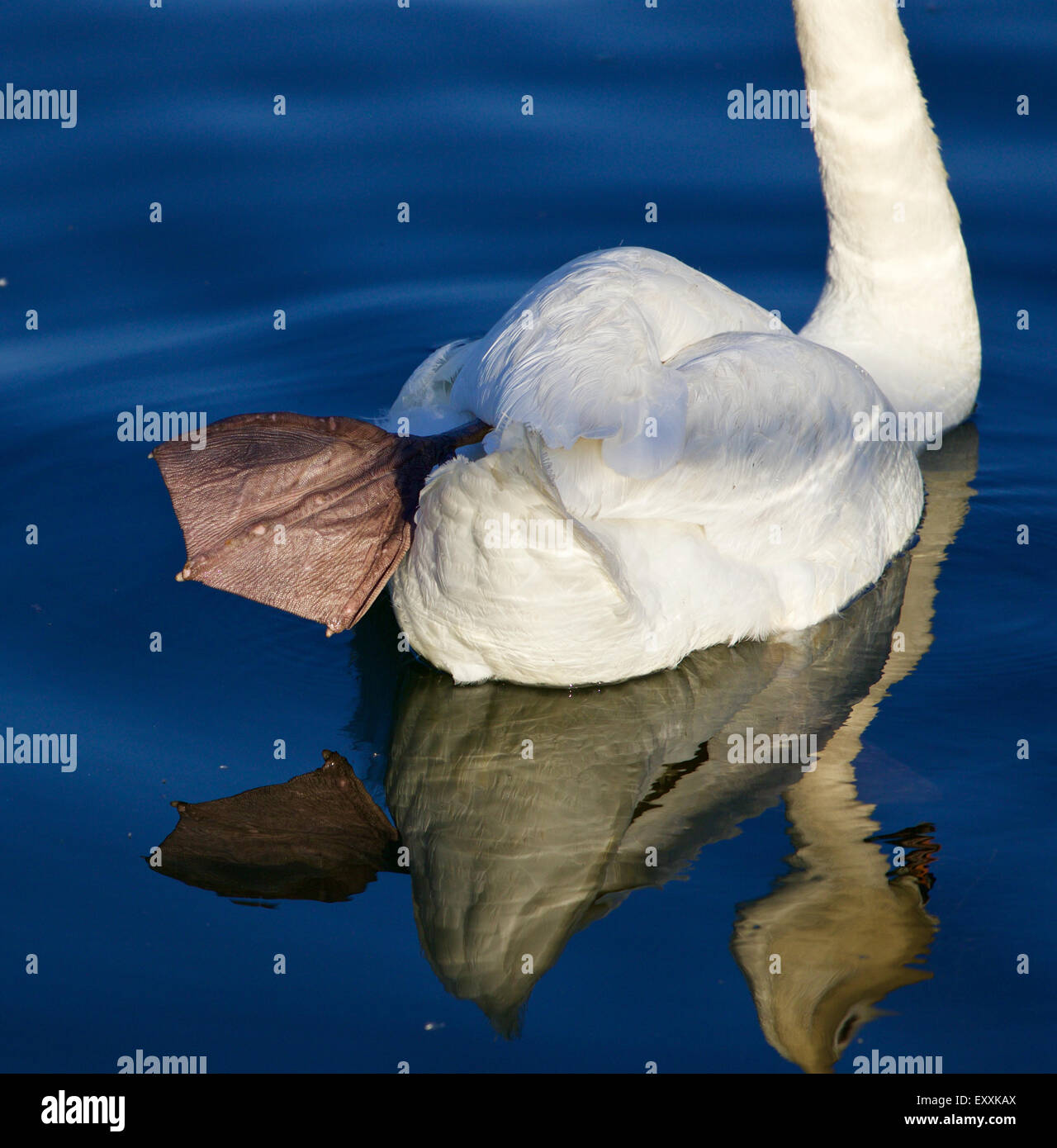 Strong leg bird hi-res stock photography and images - Alamy