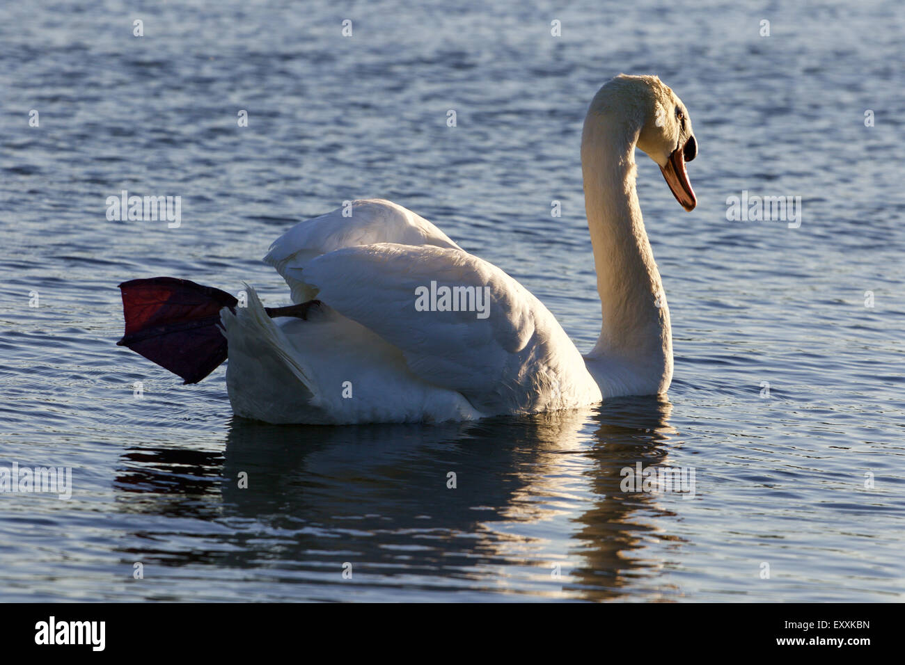 Strong leg bird hi-res stock photography and images - Alamy