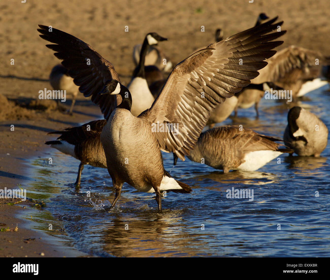 Strong wings hi-res stock photography and images - Alamy
