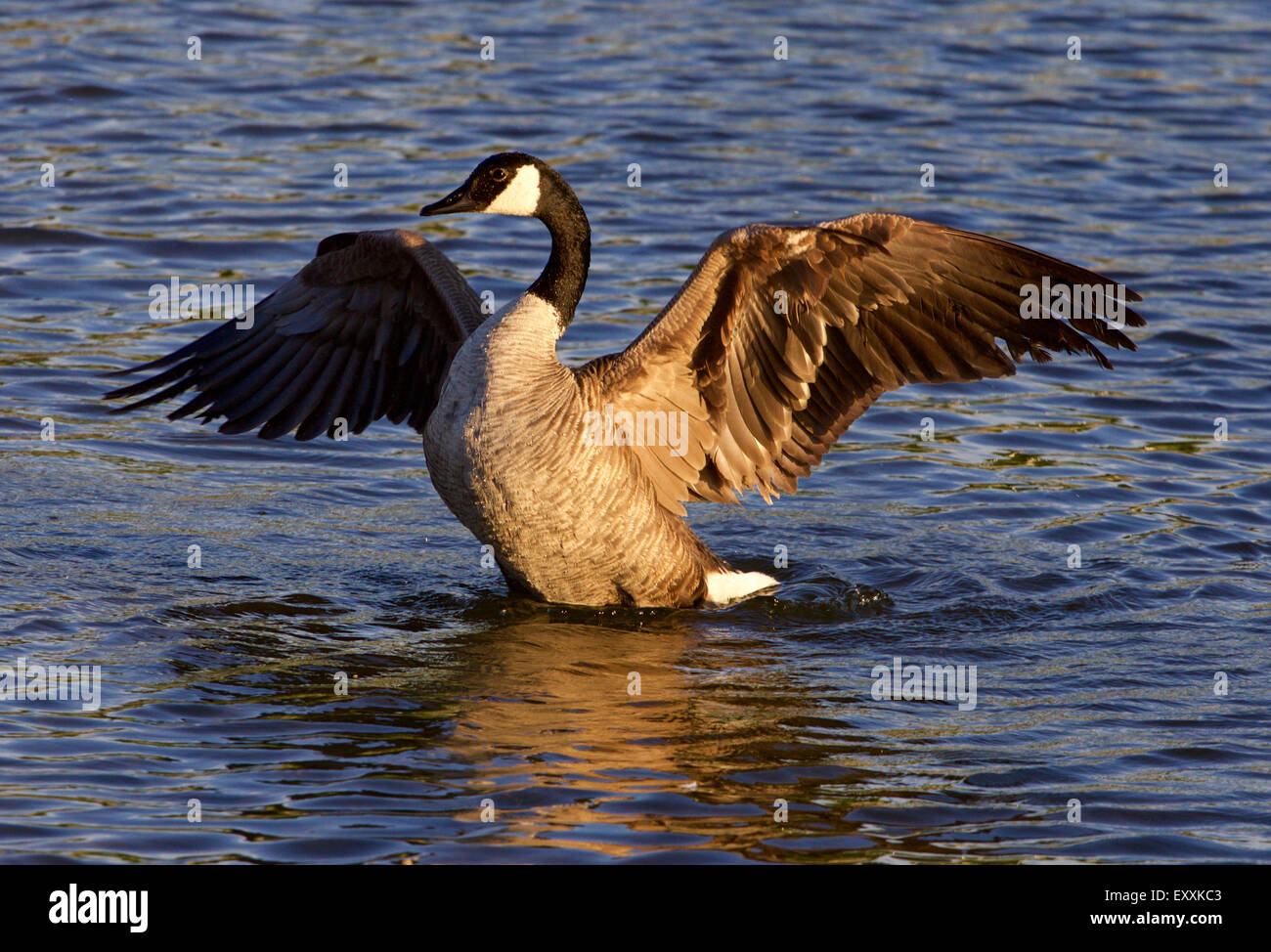Beautiful pose of the Canada goose on the sunny evening Stock Photo - Alamy