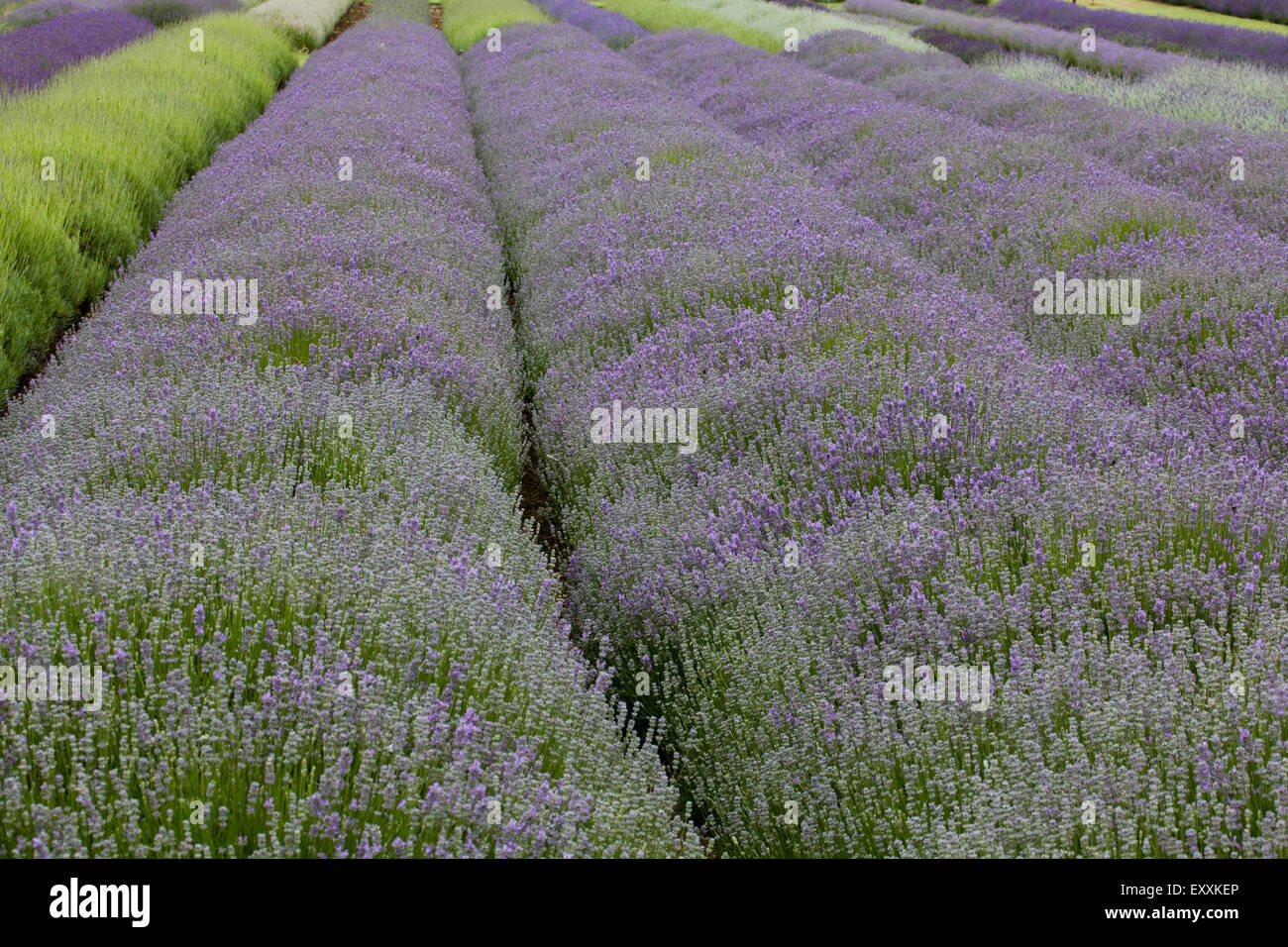 Rows of lavender at Snowshill farm Gloucestershire England Stock Photo ...
