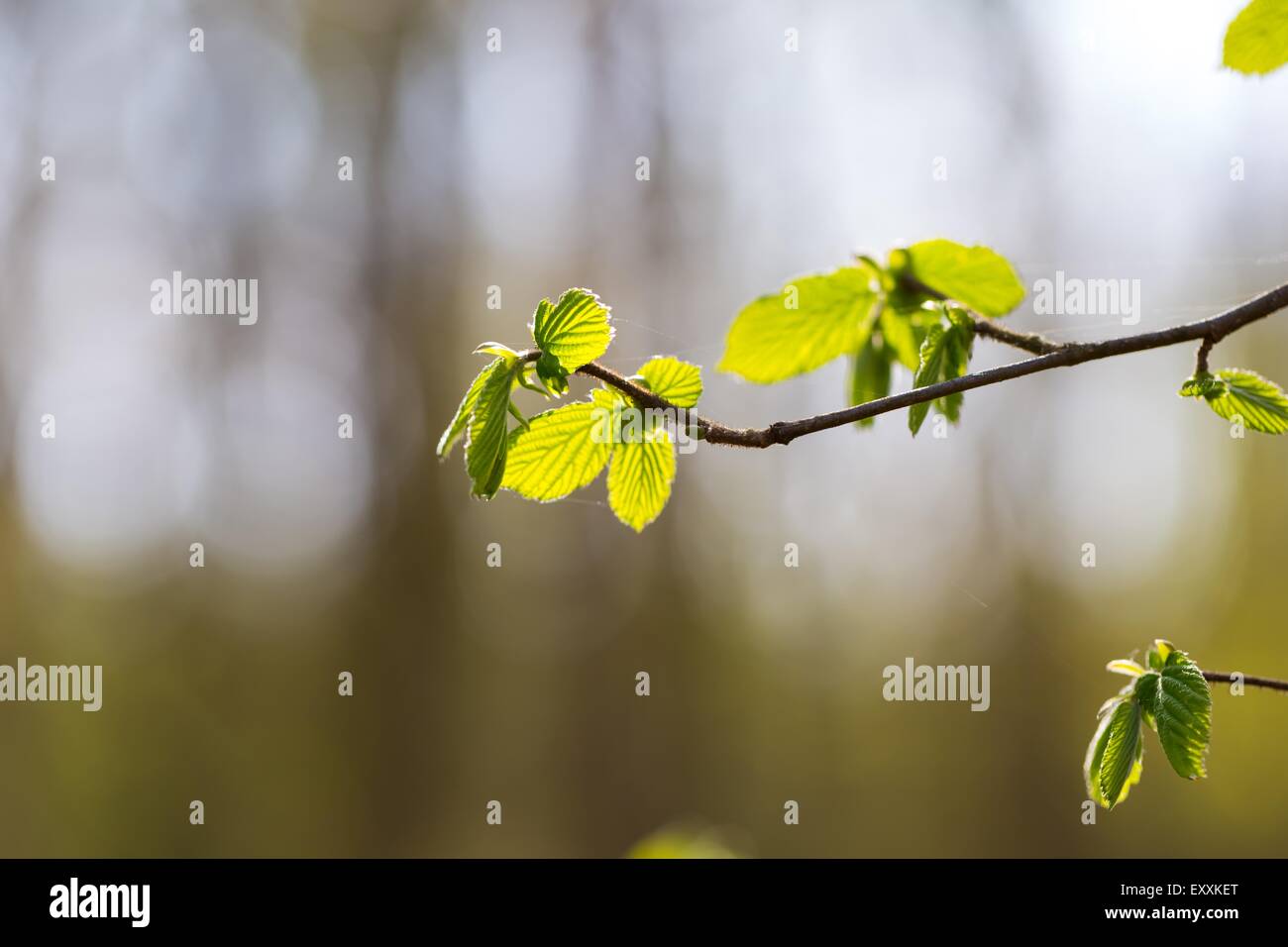 Springtime tree branch with first green leaves. Nature abstract ...