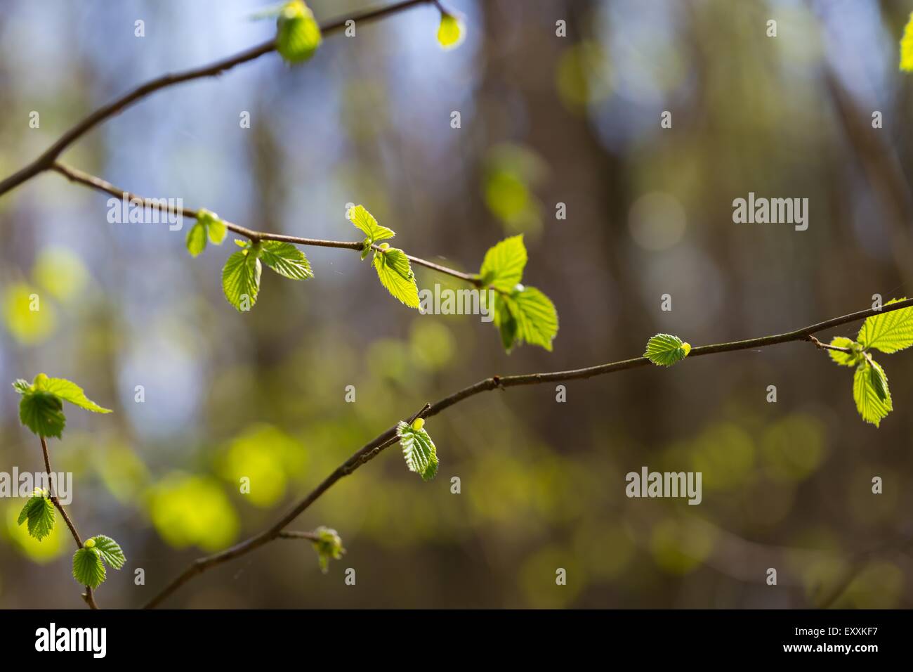 Springtime tree branch with first green leaves. Nature abstract ...