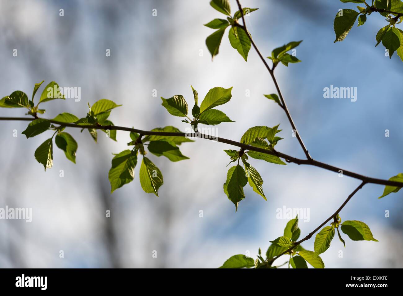Springtime tree branch with first green leaves. Nature abstract ...