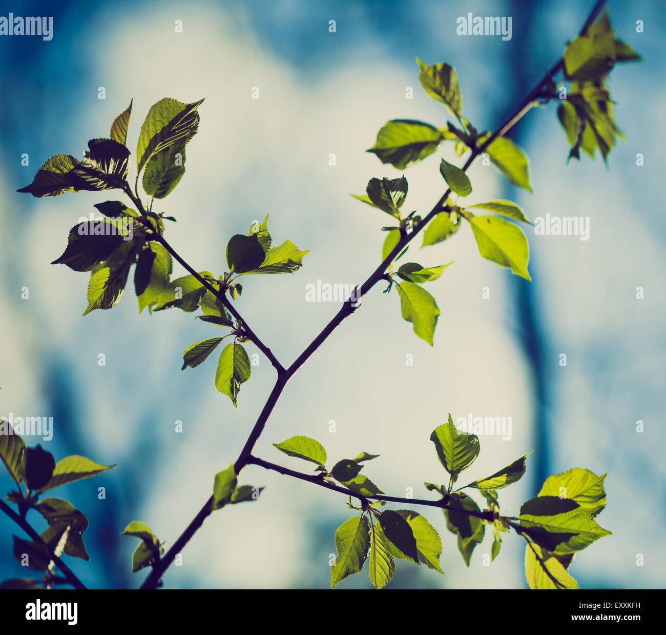 Springtime tree branch with first green leaves. Nature abstract ...
