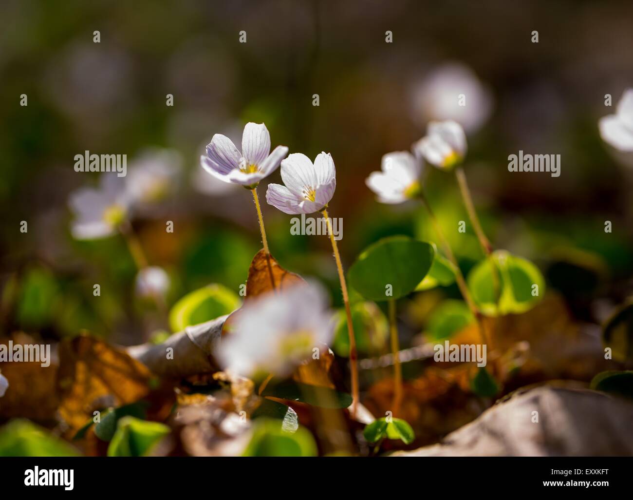 Beautiful small flowers hi-res stock photography and images - Alamy