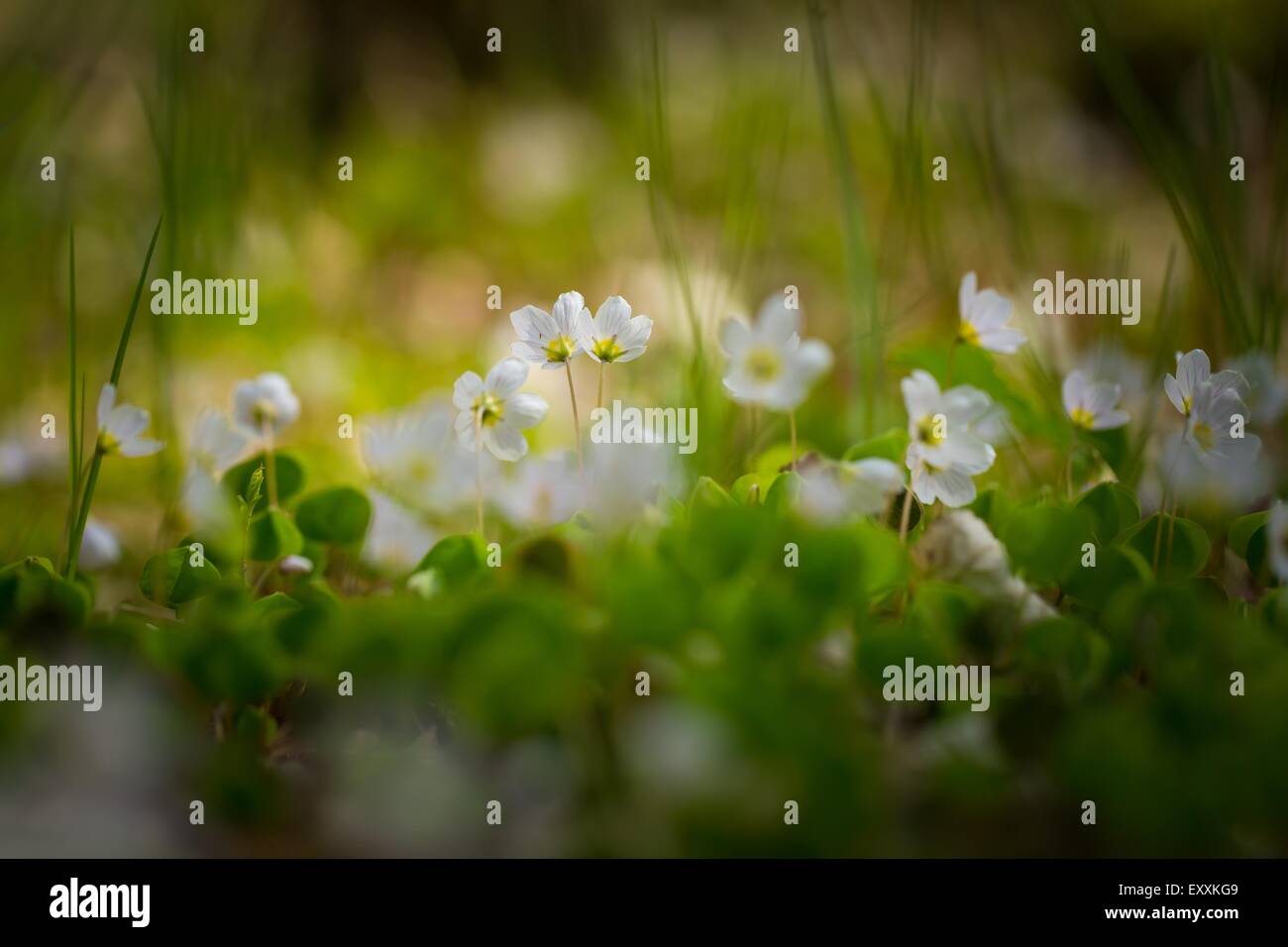 Beautiful small flowers hi-res stock photography and images - Alamy