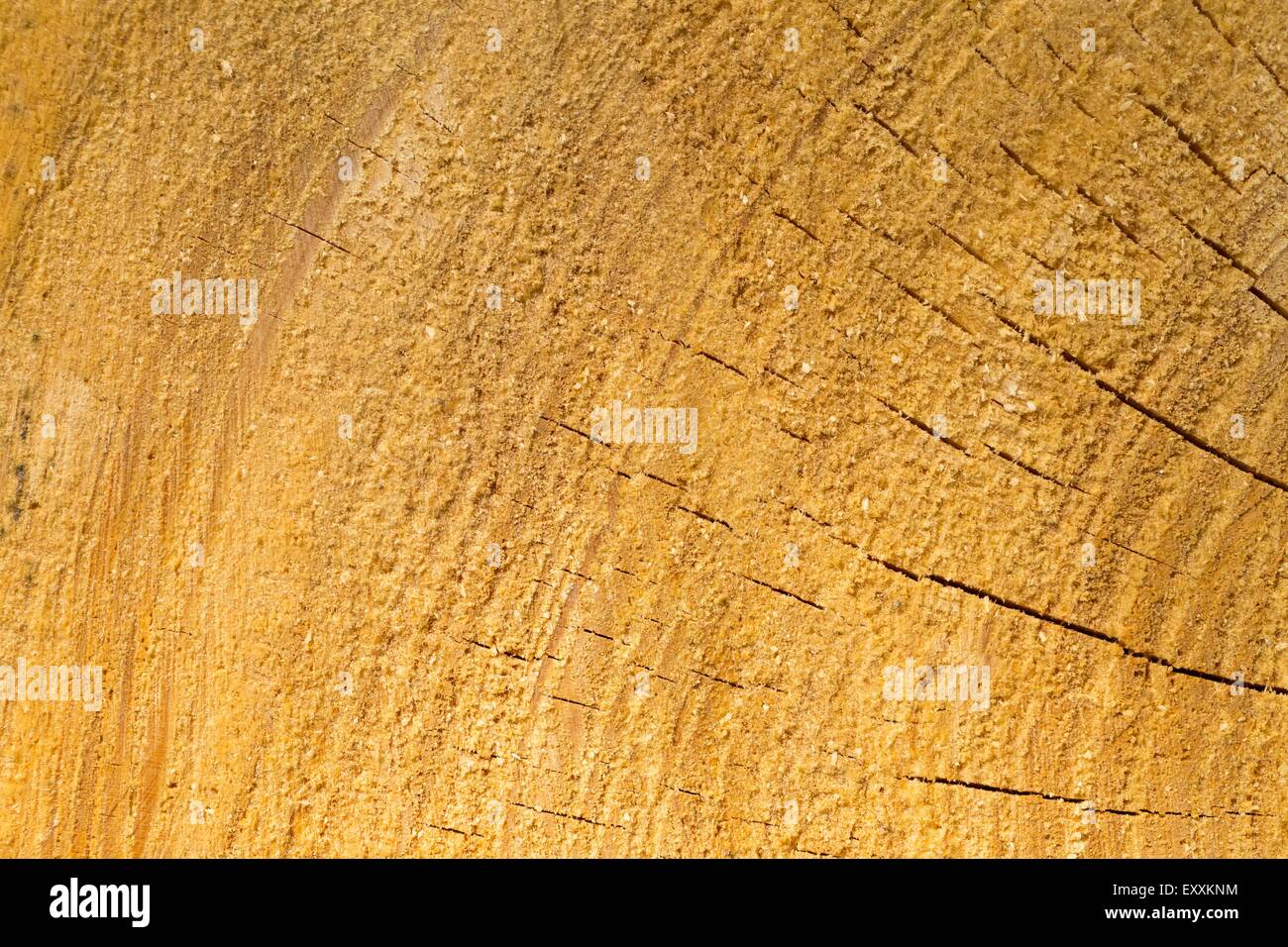 Background of sliced tree trunk. Close up of tree trunk section Stock ...