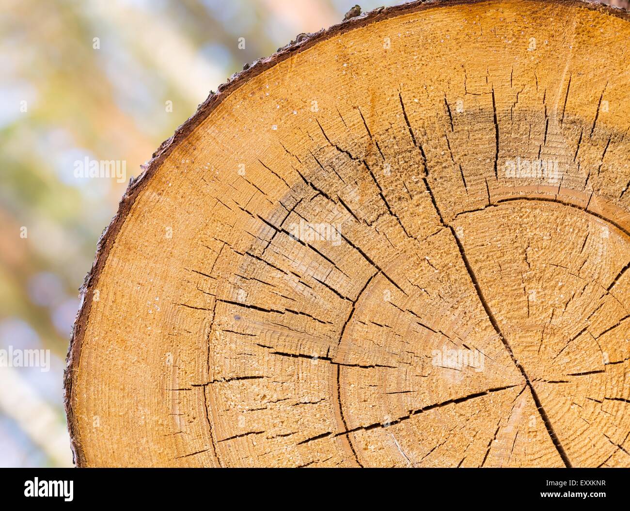 Background of sliced tree trunk. Close up of tree trunk section Stock ...