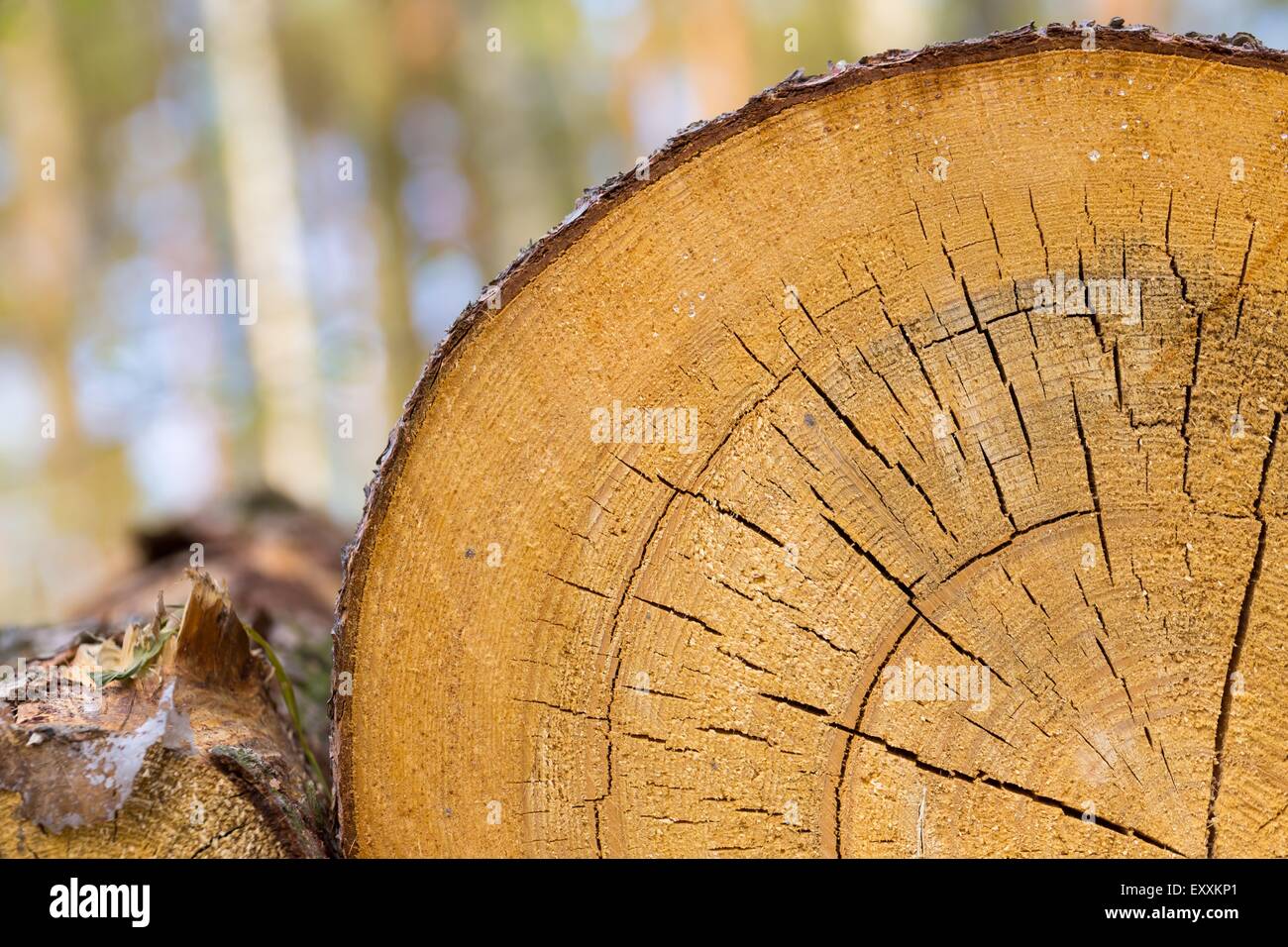 Wall background tree part hi-res stock photography and images - Alamy
