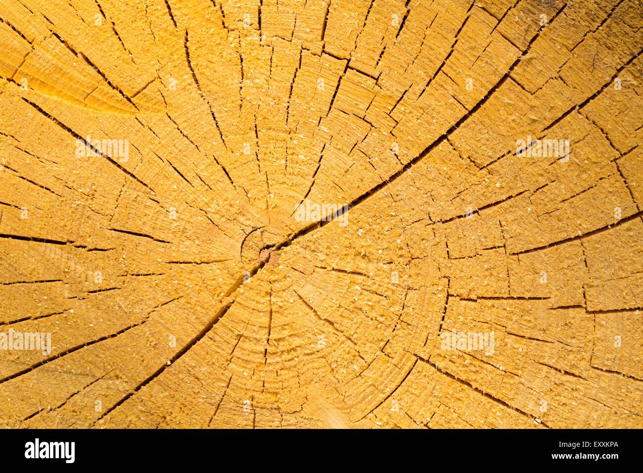 Background of sliced tree trunk. Close up of tree trunk section Stock ...