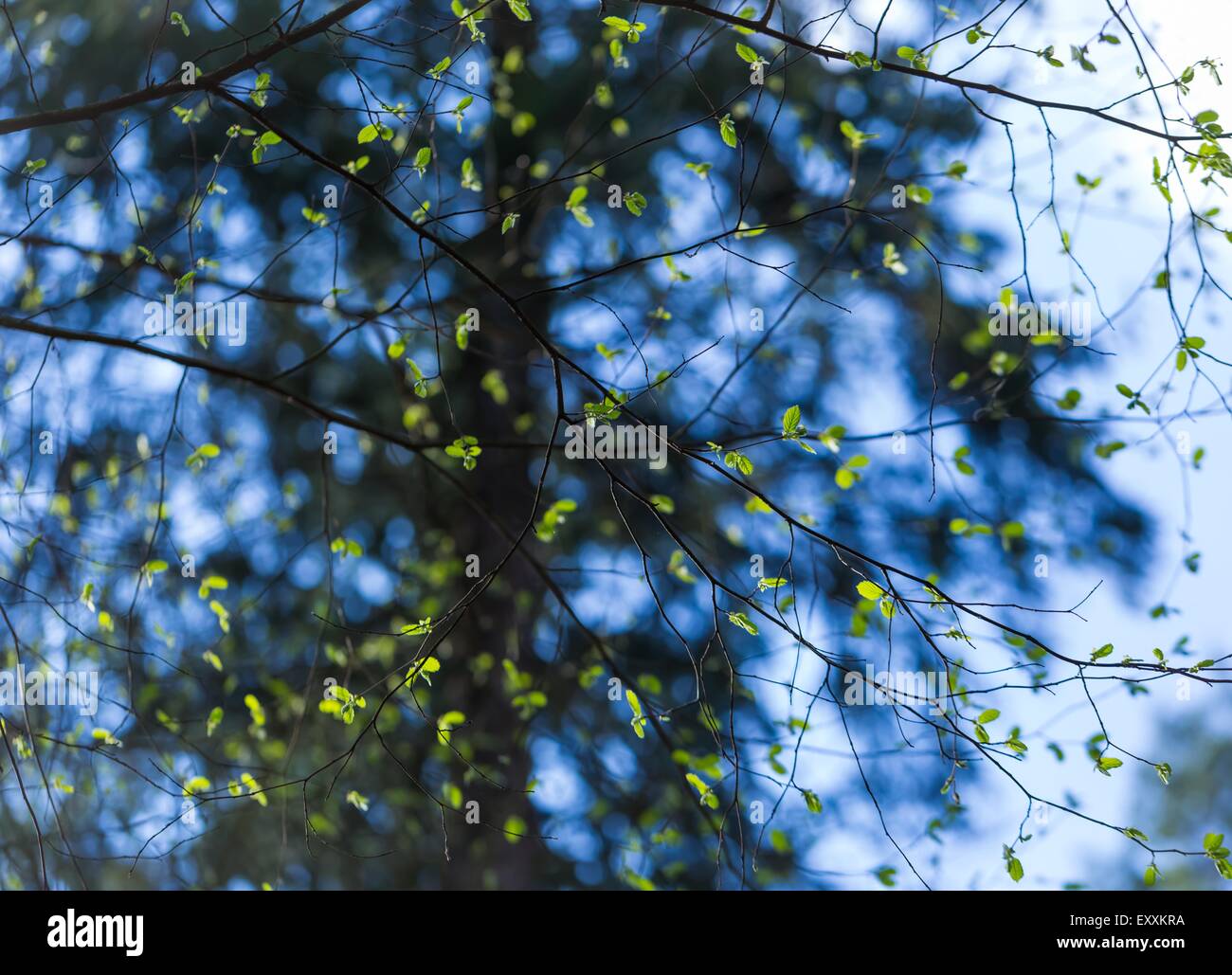 Springtime tree branch with first green leaves. Nature abstract ...