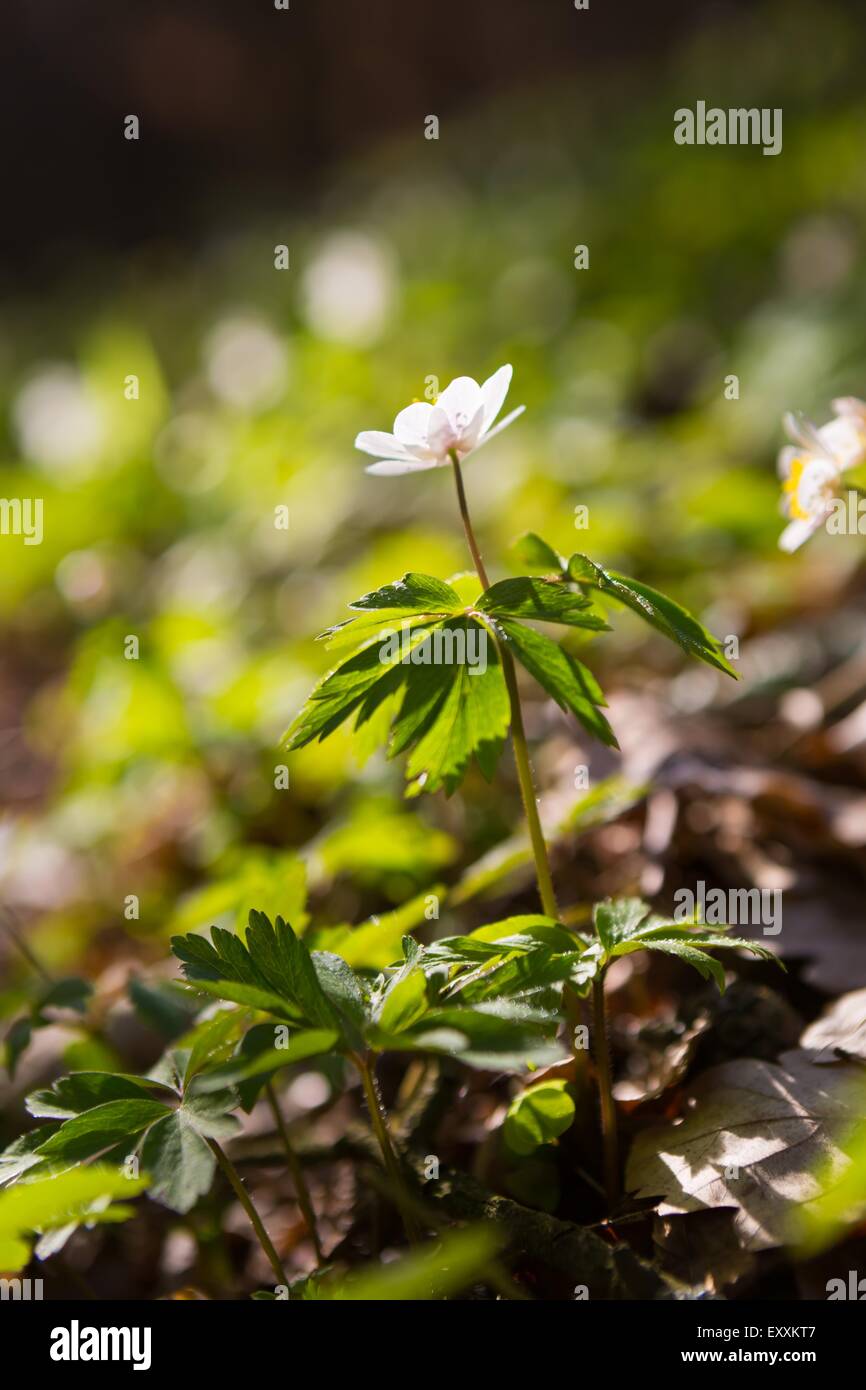 Beautiful anemones/primroses - macro shot. Springtime white flowers ...
