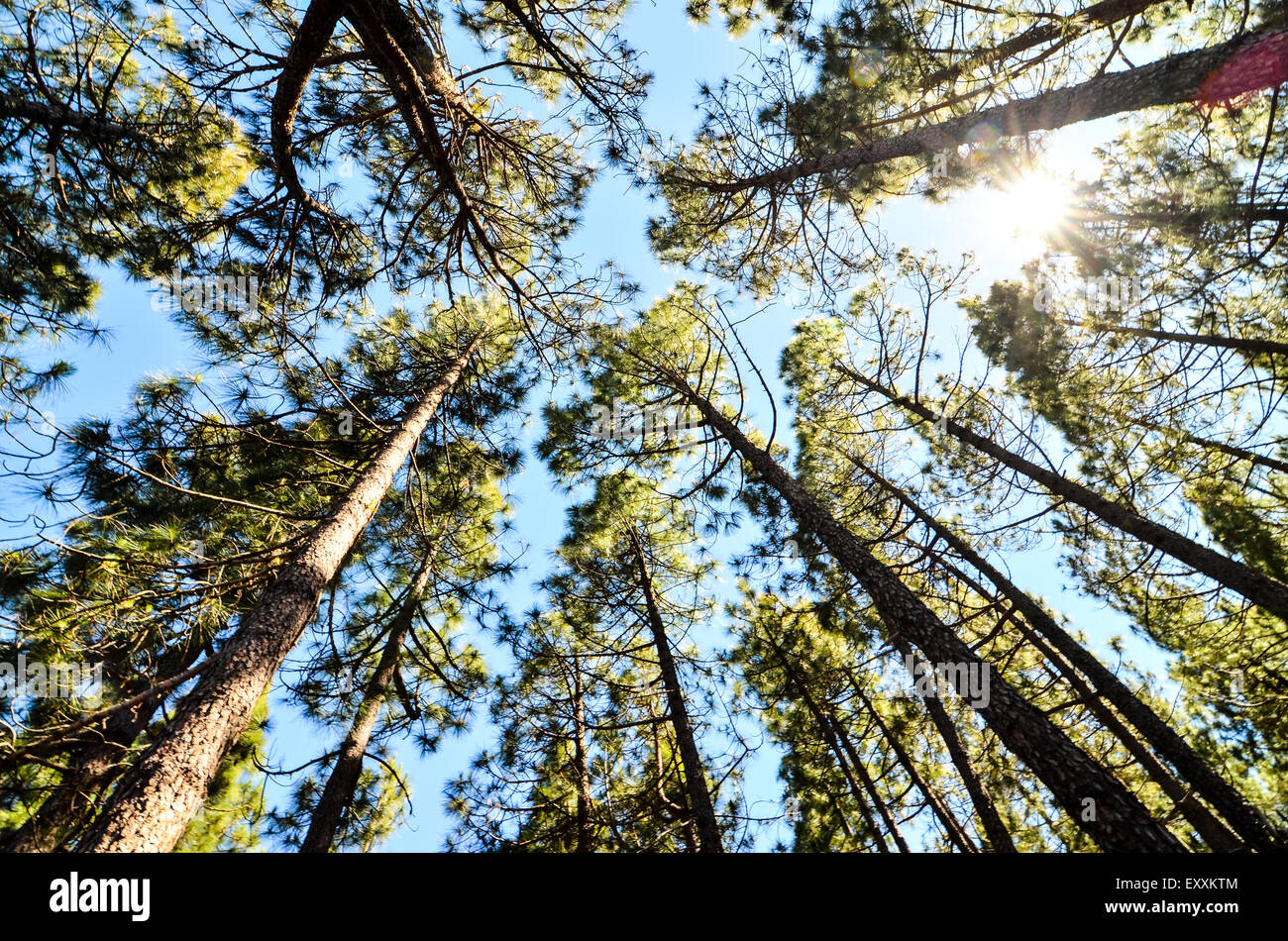 Very High Pine Wood Forest Stock Photo - Alamy