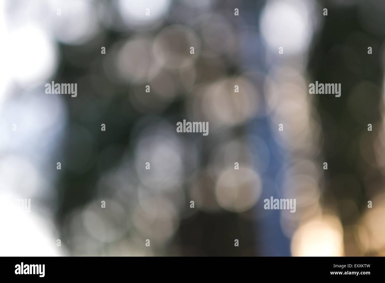 Abstraction of forest blurred background. Colorful defocused picture ...