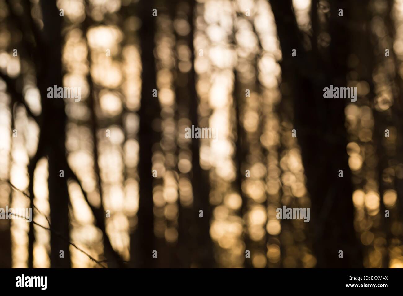 Abstraction of forest blurred background. Colorful defocused picture ...