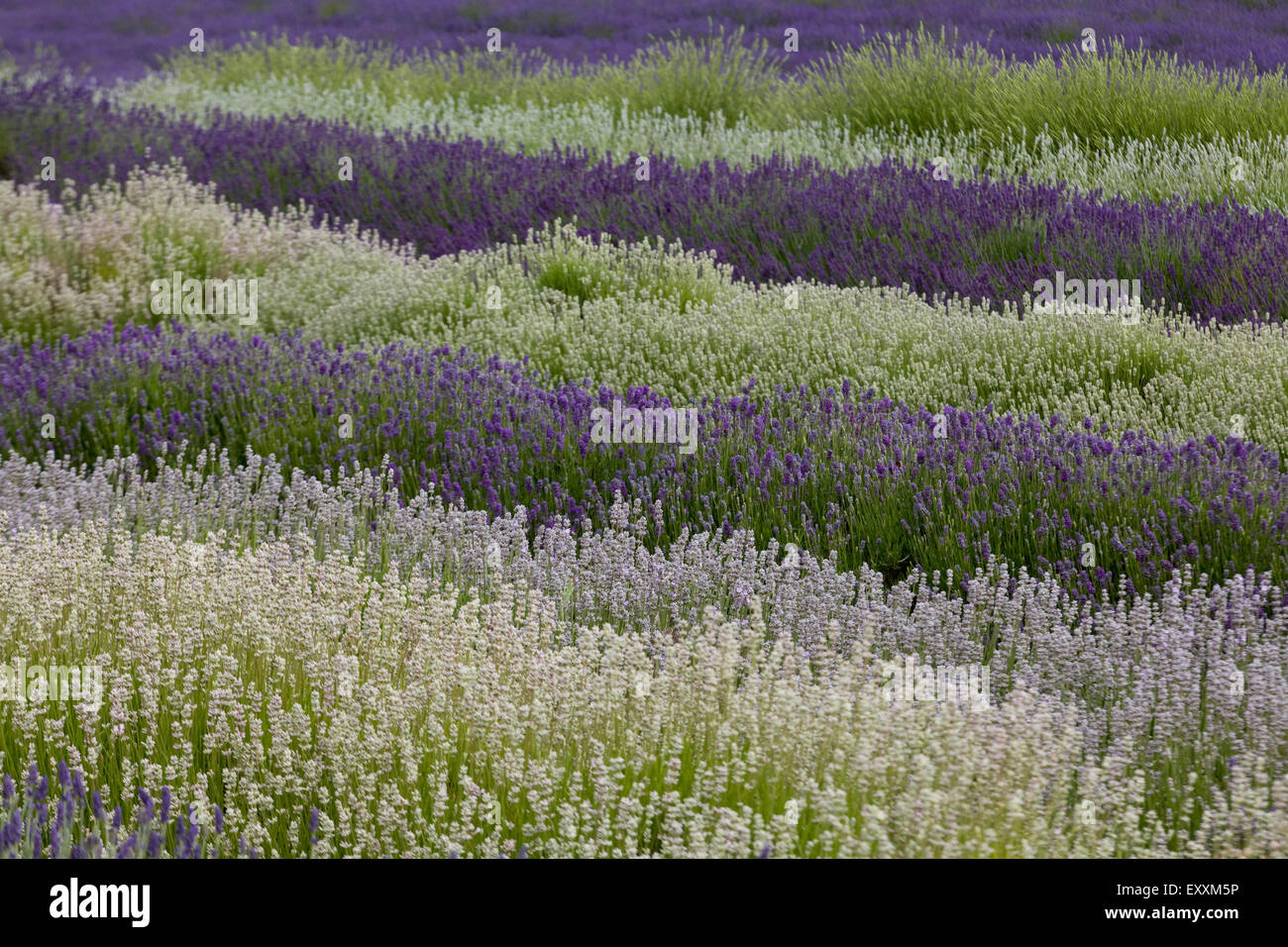 Rows of lavender at Snowshill farm Gloucestershire England Stock Photo ...