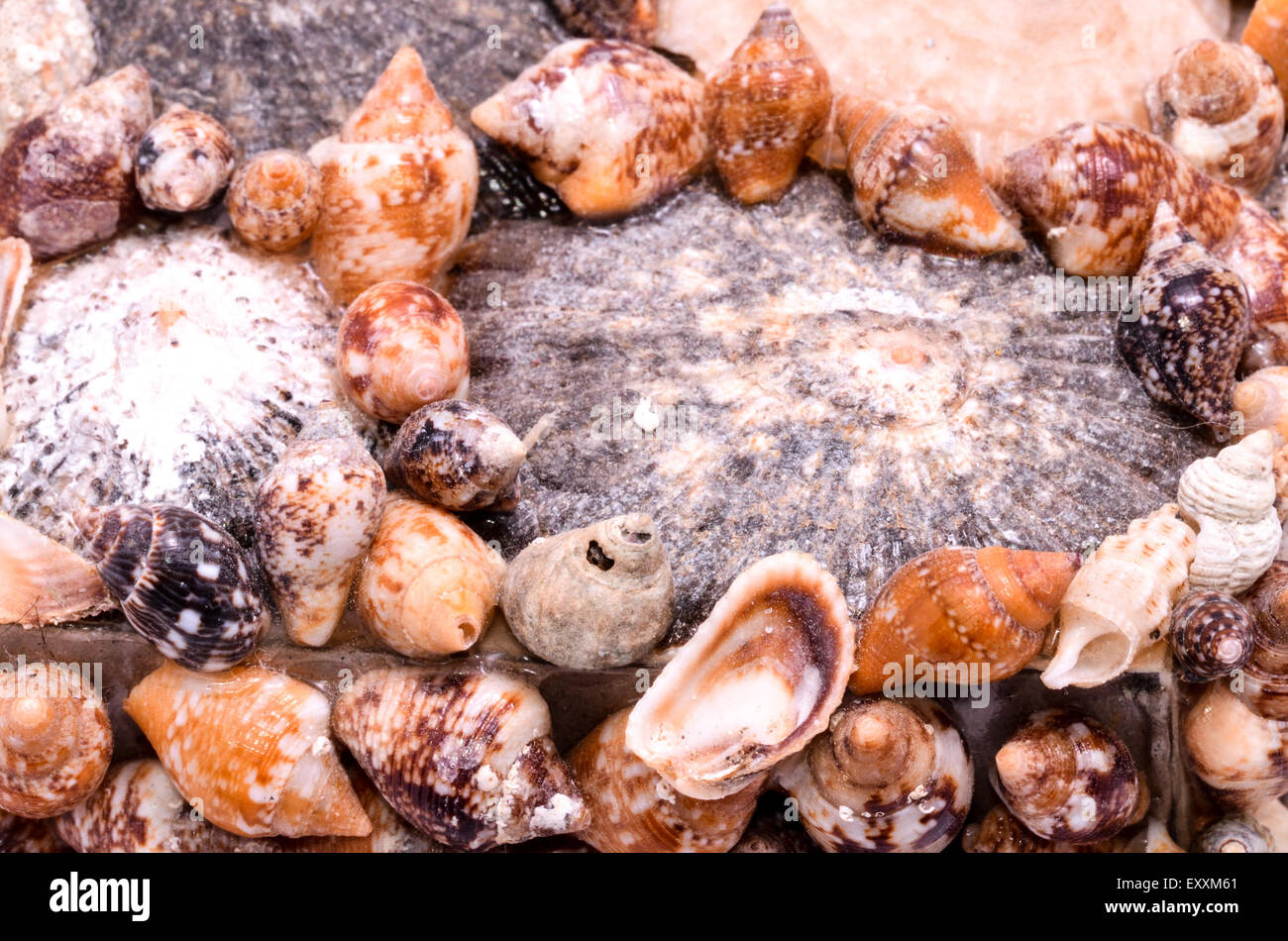 Background of sea shells Stock Photo - Alamy