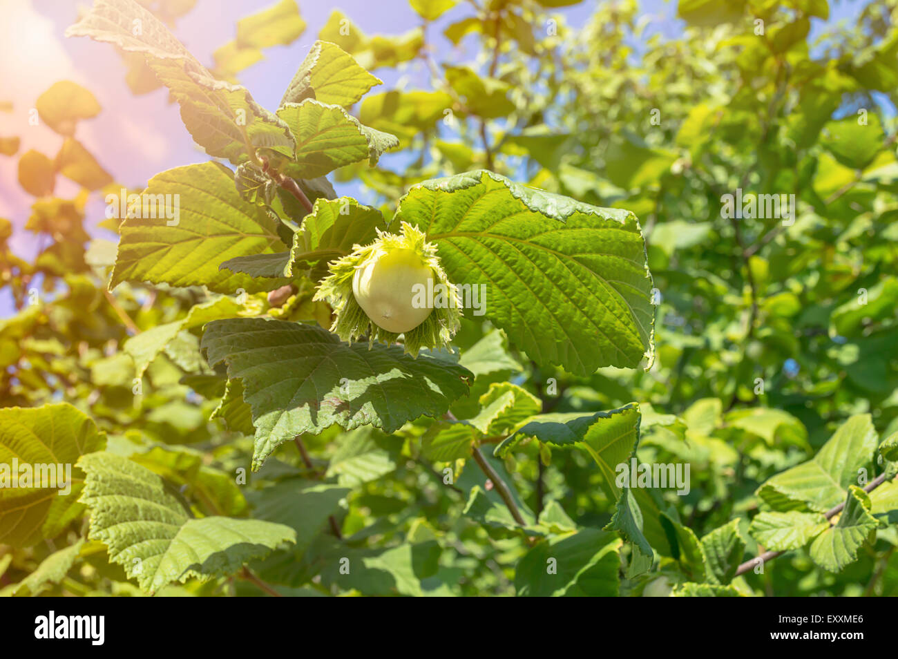 Hazelnut farm hi-res stock photography and images - Alamy