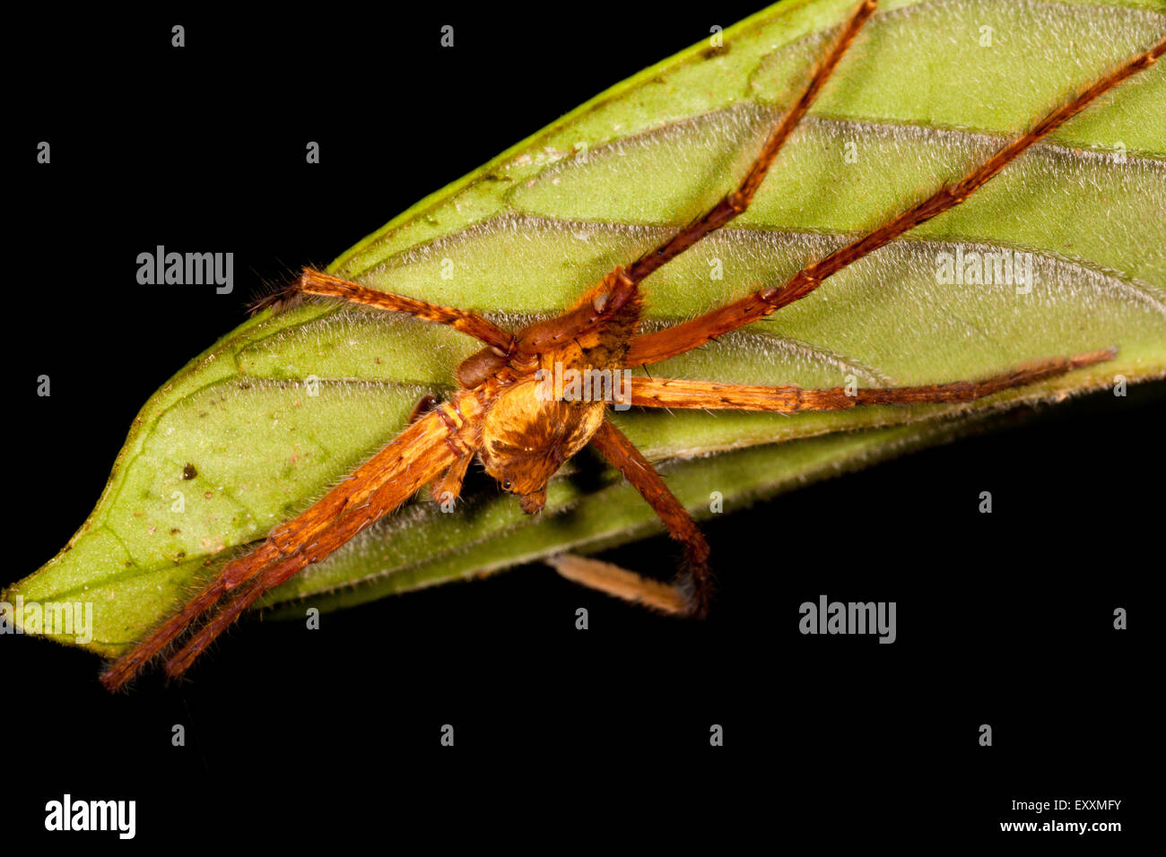 Insect insects wildlife panama hi-res stock photography and images - Alamy