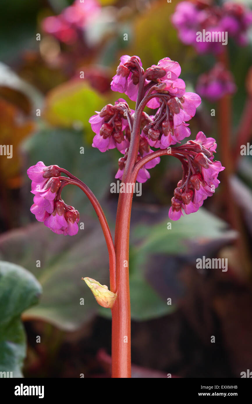 Brightwater Gardens, Saxby, Lincolnshire, UK. Spring, April 2015 Stock ...