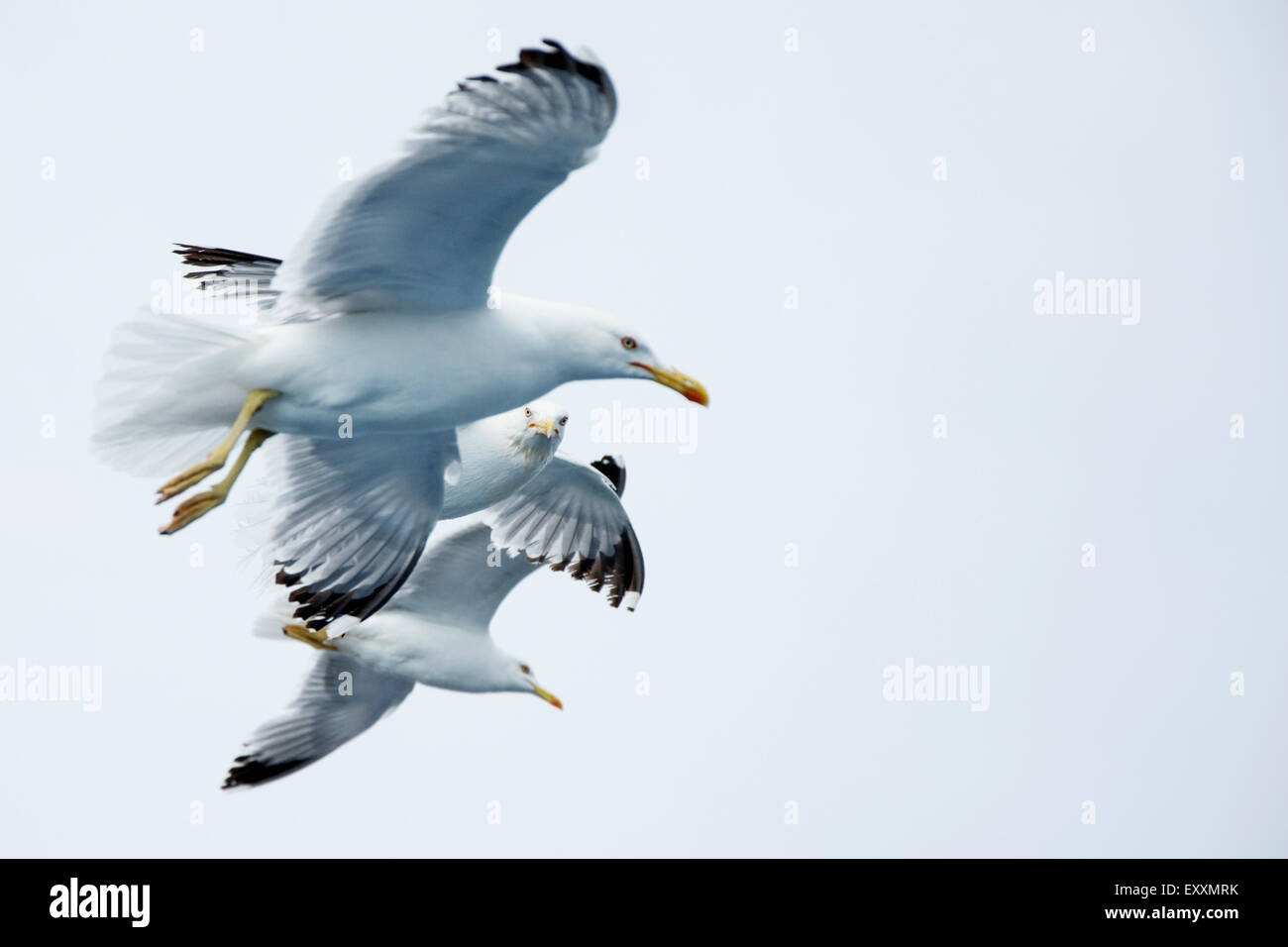 Three white seagulls flying while one of them in the middle is looking ...