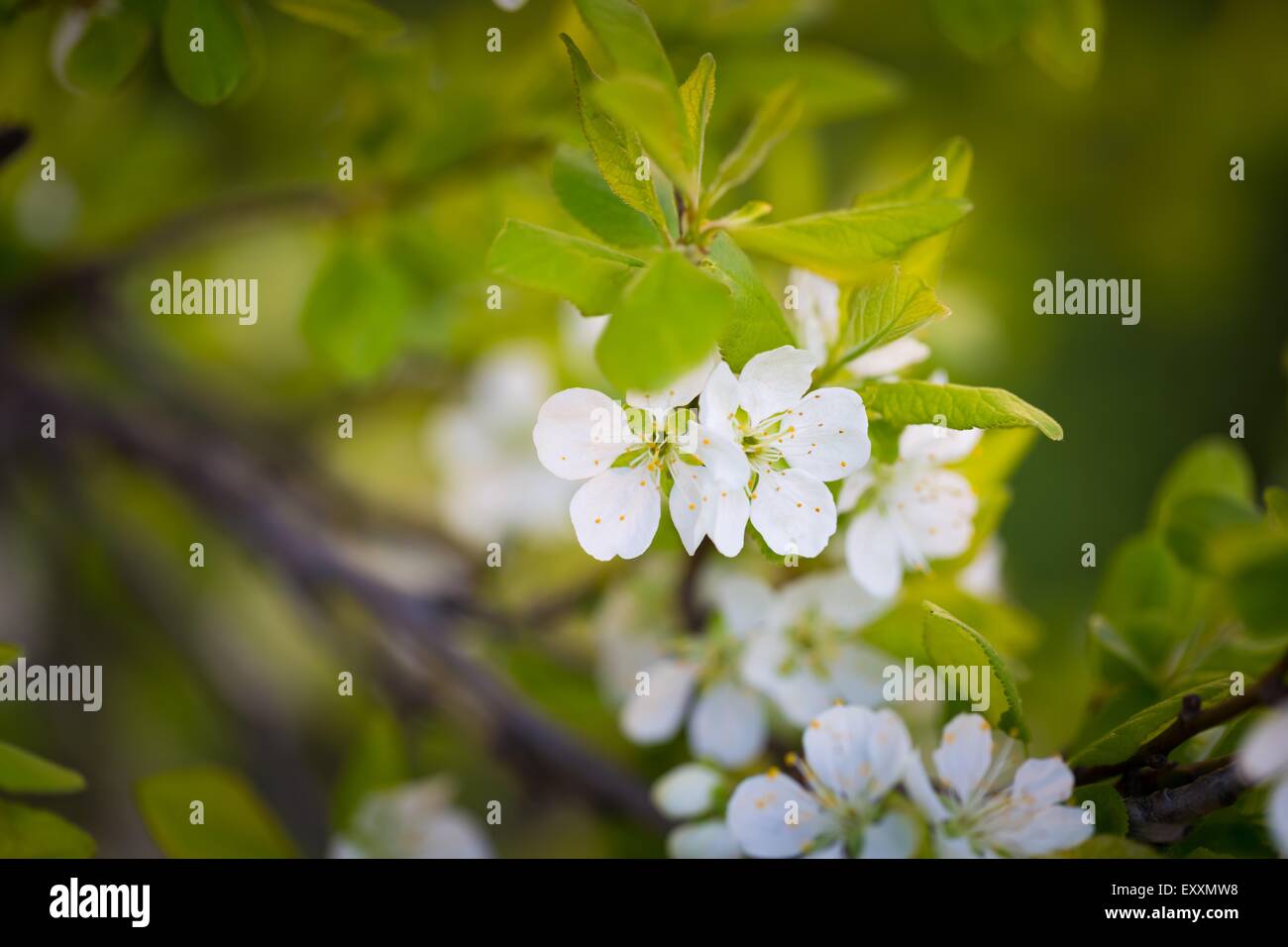 Apple pear tree hi-res stock photography and images - Alamy