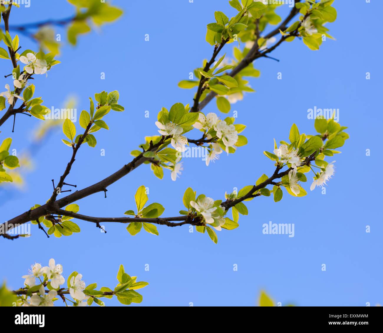 Apple pear tree hi-res stock photography and images - Alamy